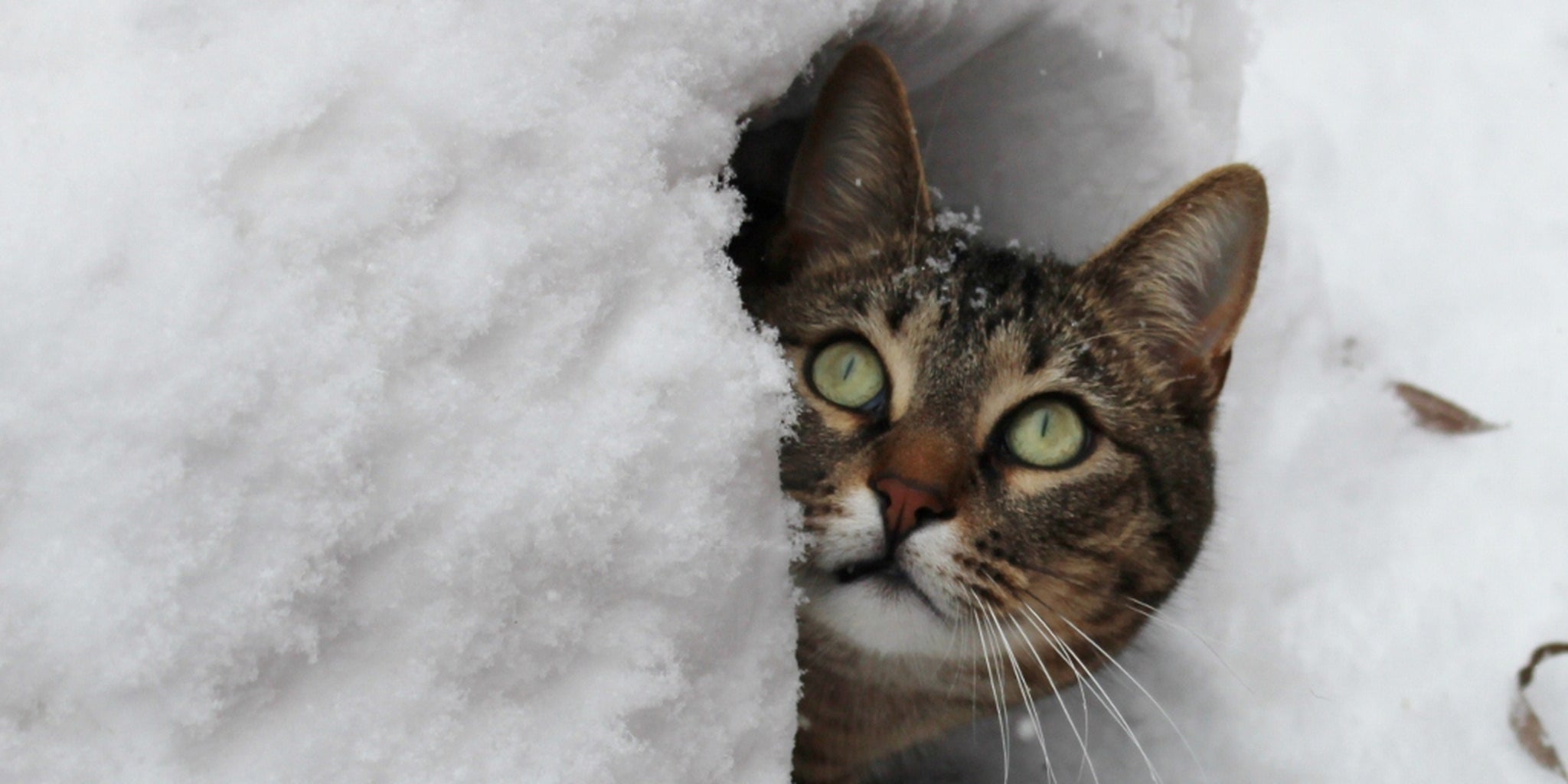 Bold cat barrels through wall of snow for food bowl