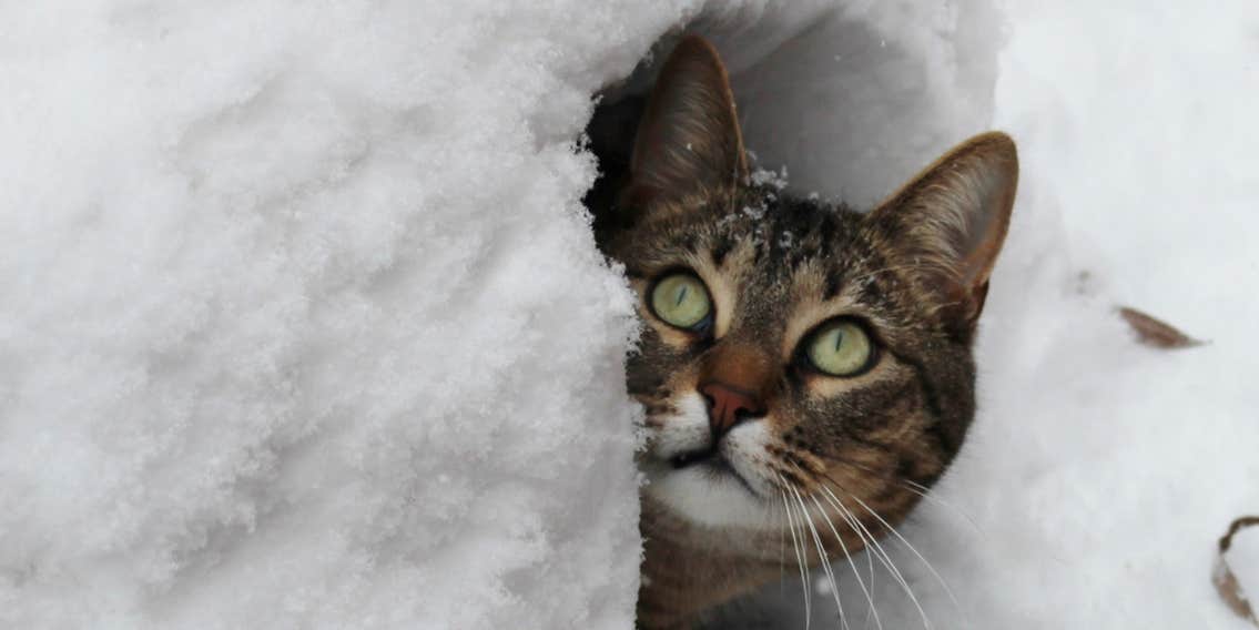 Bold cat barrels through wall of snow for food bowl - The Daily Dot