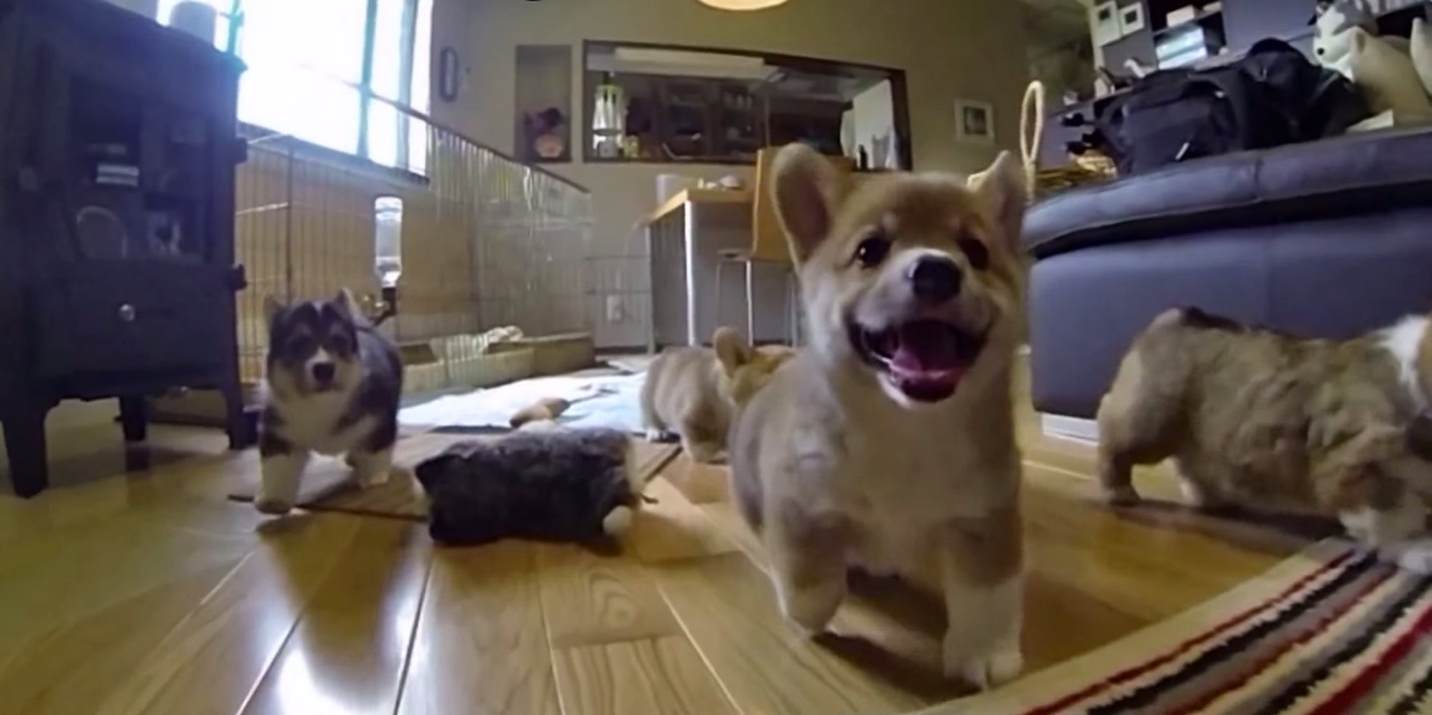 Corgis attack a GoPro with adorable kisses - The Daily Dot Corgis attack a GoPro with adorable kisses - The Daily Dot