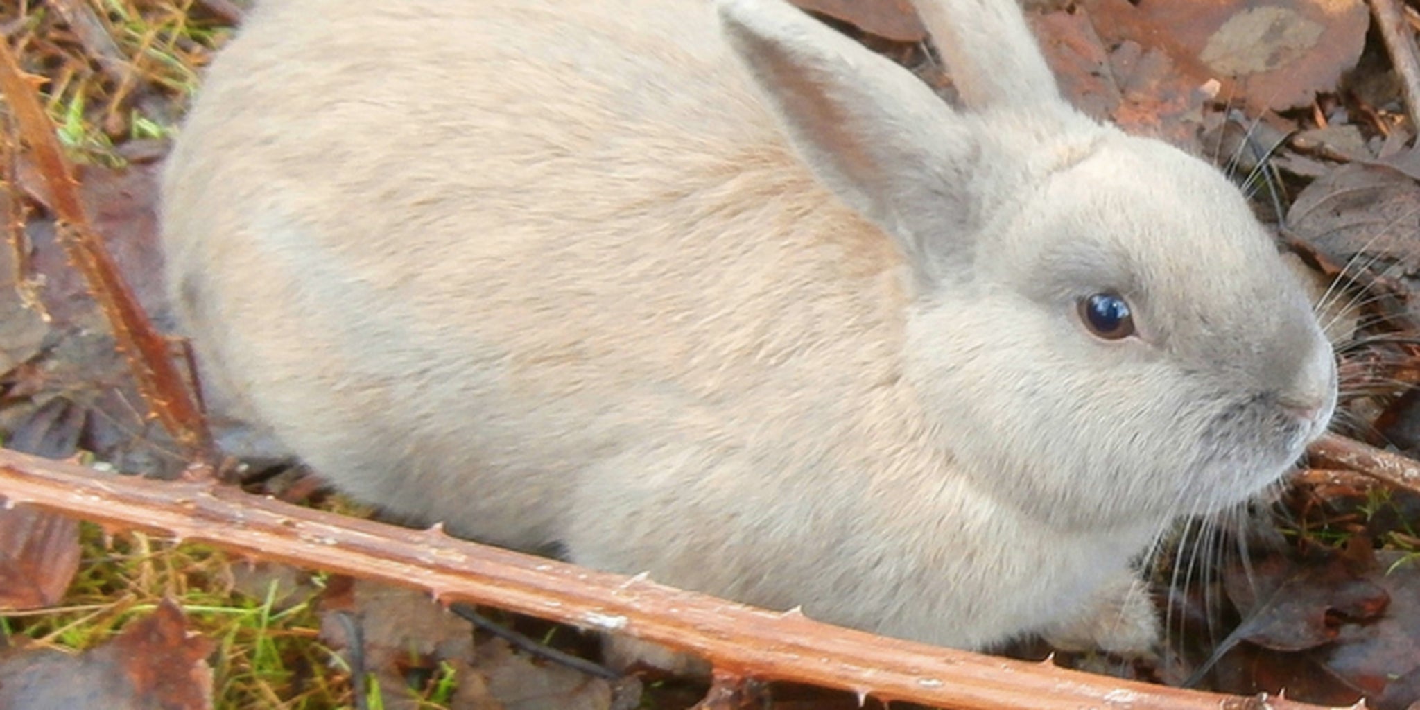 Rabbit goes absolutely crazy for autumn leaves