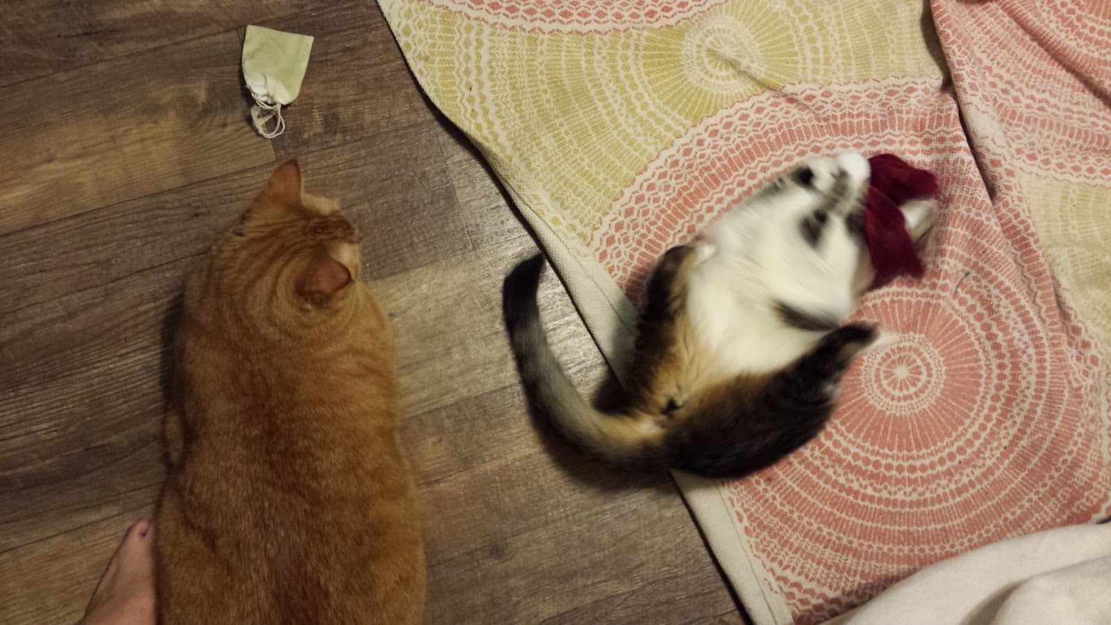 We experimented with Meowijuana, the 'marijuana for cats'