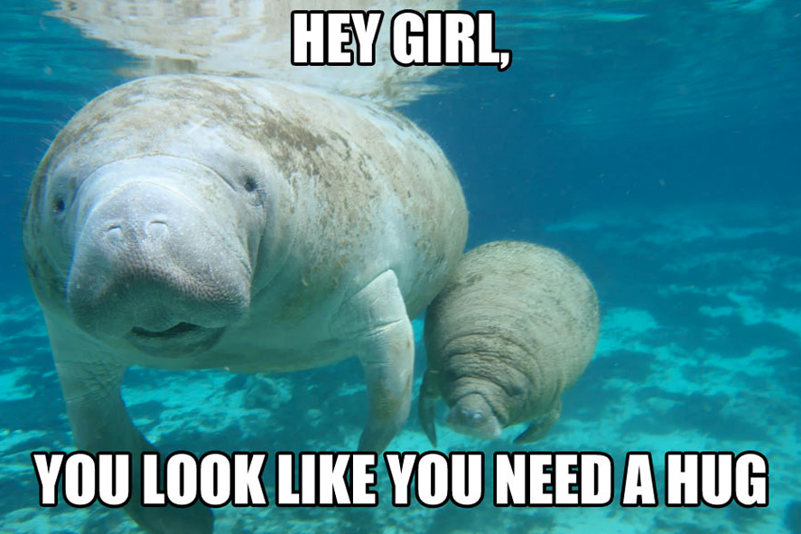 Don't panic! Calming Manatees are here to help