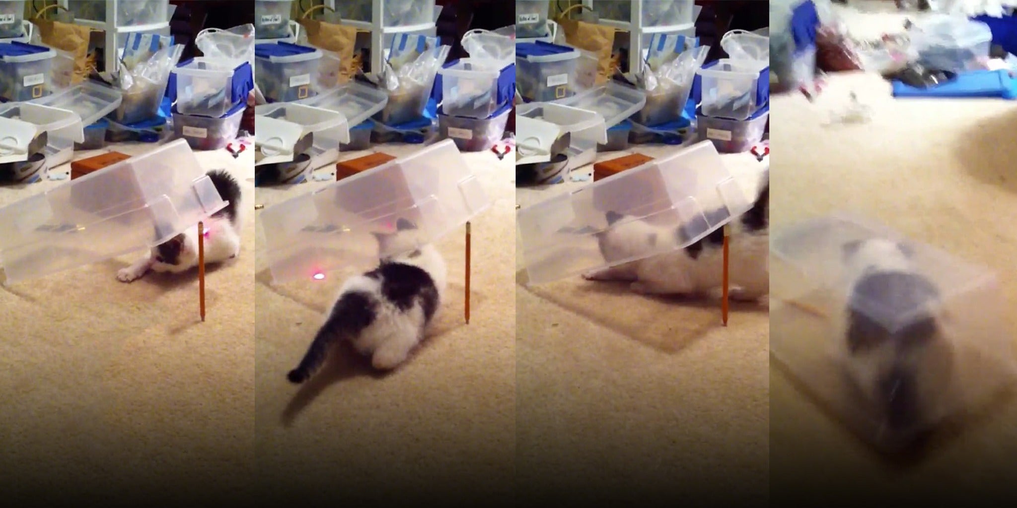 How to catch a cat in one easy step