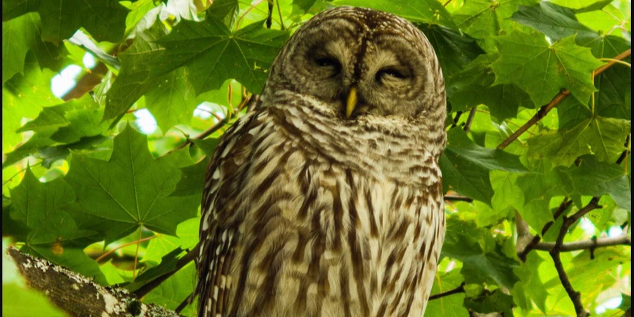 Owl wholly unconcerned with pesky, attacking birds