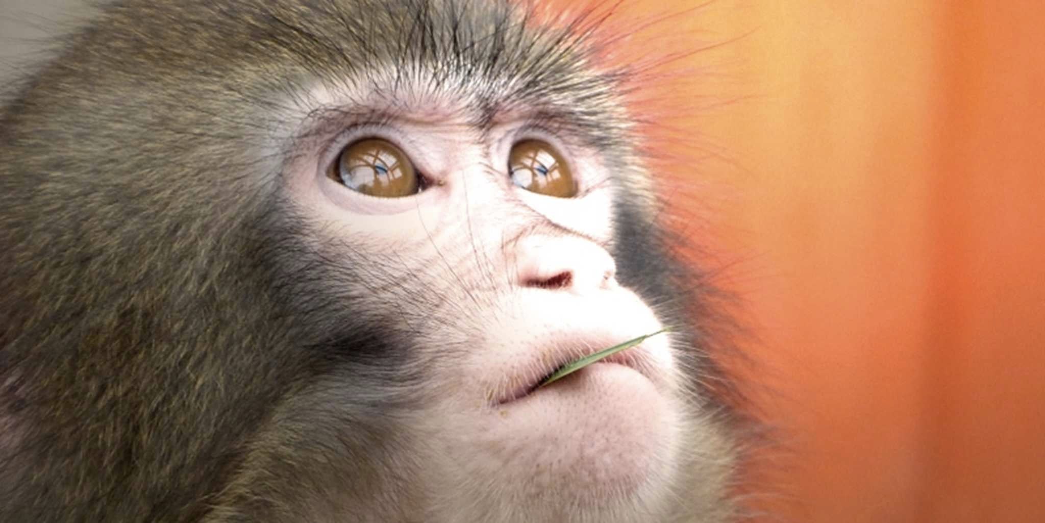 Catching up with the IKEA monkey, 2 years later