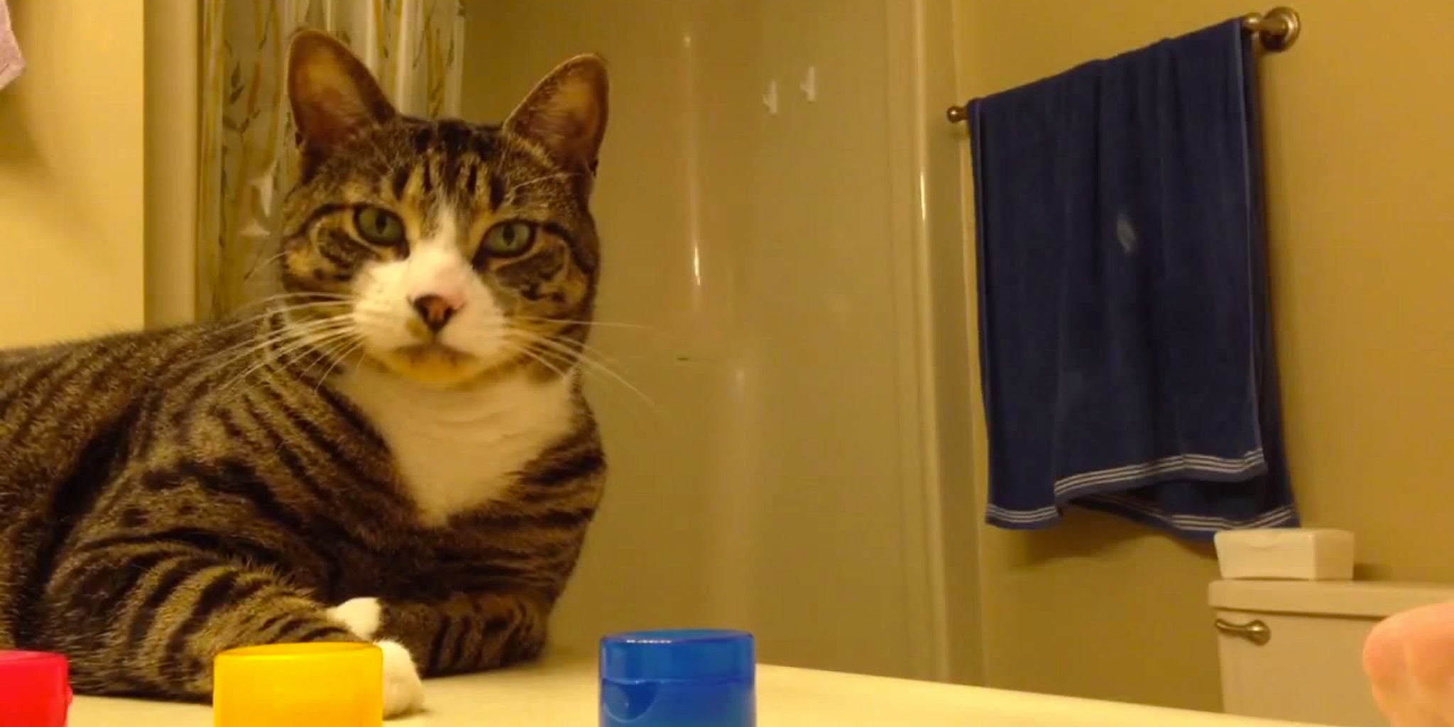 Hamlet the cat wishes his owner had never learned magic tricks - The ...