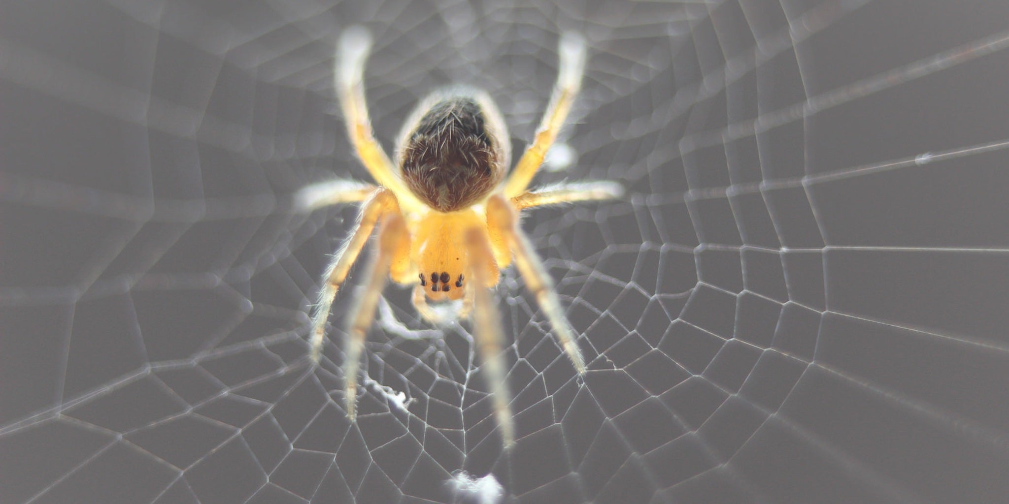 Scientists just created super spiders with ultra strong silk