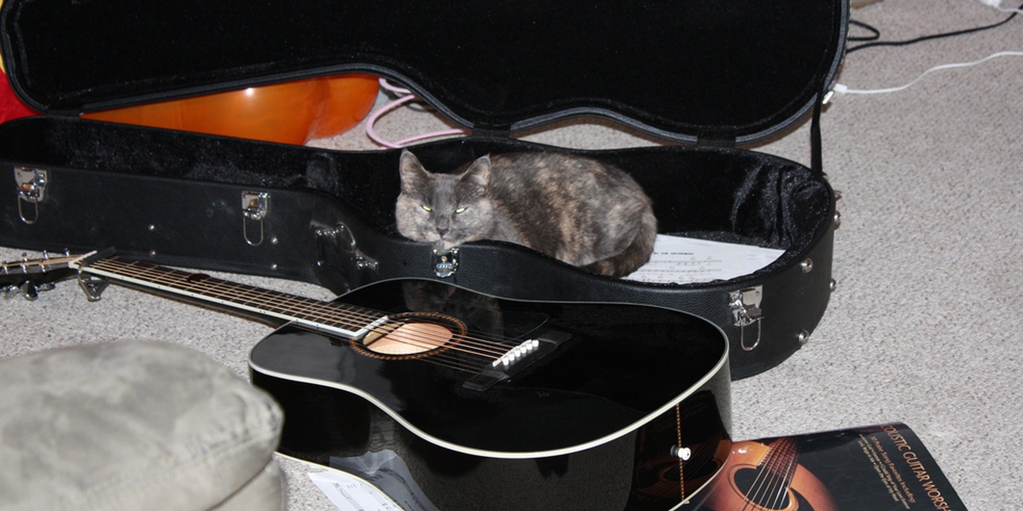 People are playing their cats like instruments for 'Cat Band'