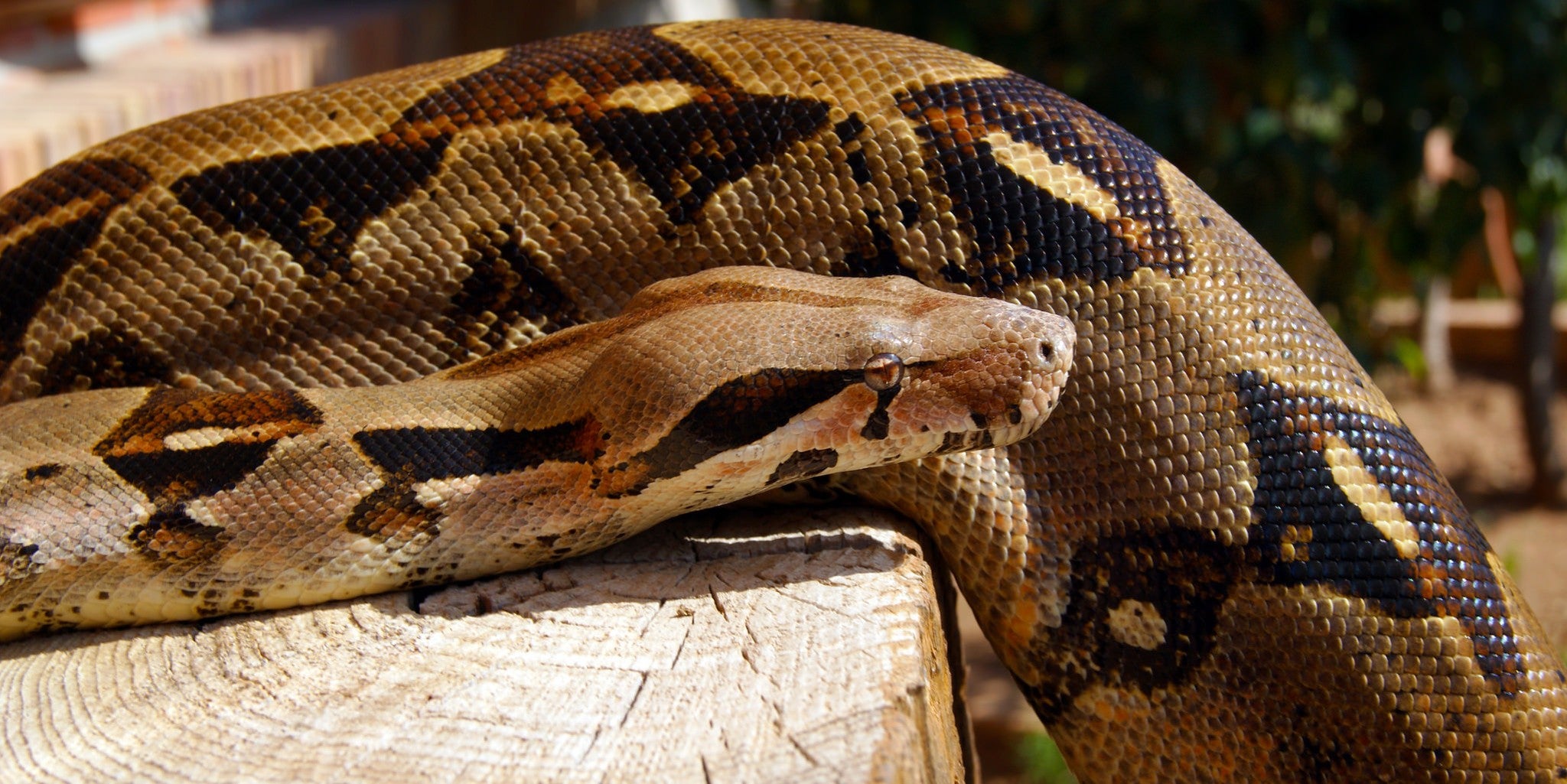 Watch This Snake Regurgitate an Entire Antelope