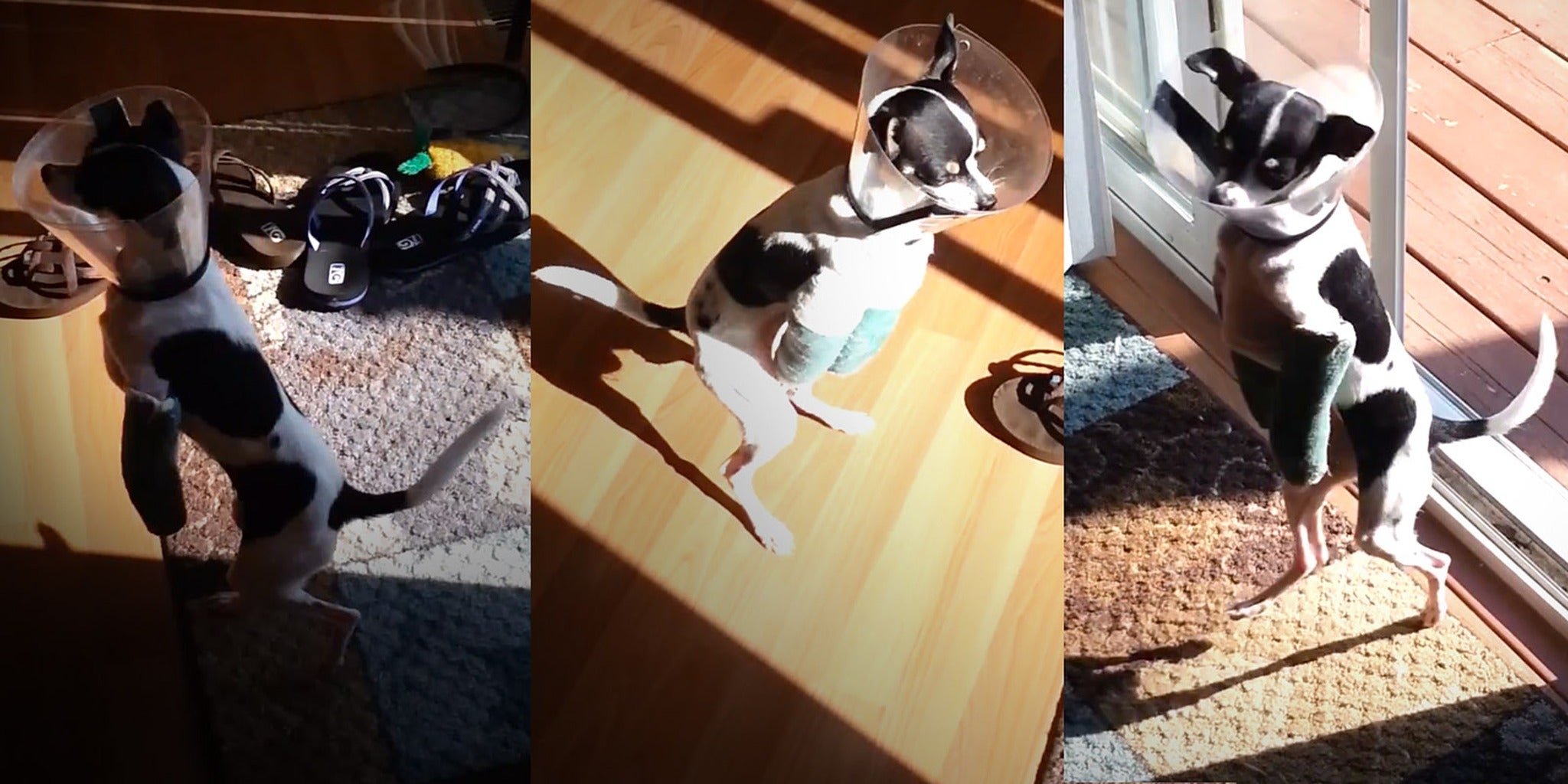 This two-legged dog proves no problem is insurmountable