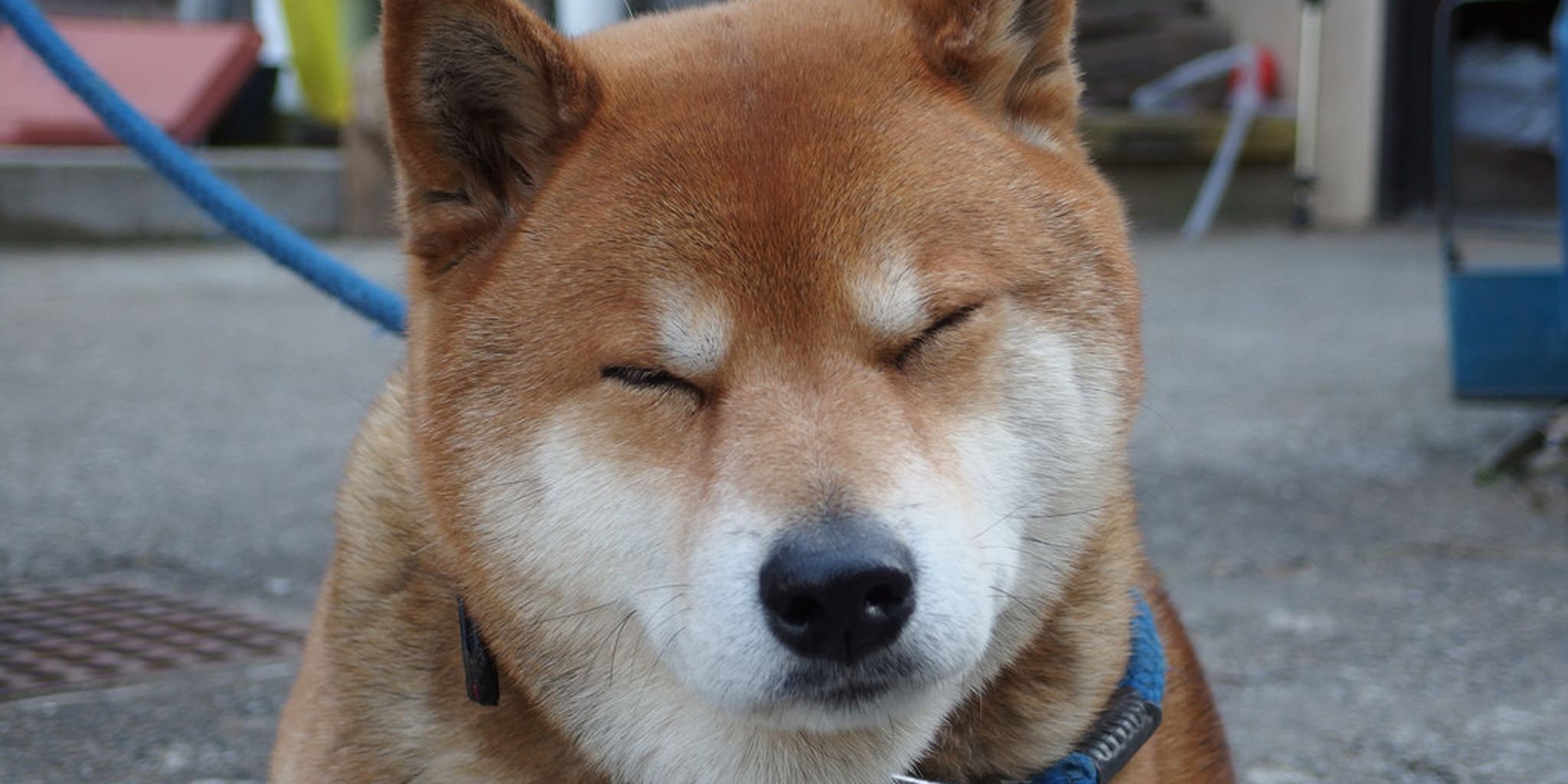 The best vines of the original doge will make you loop forever