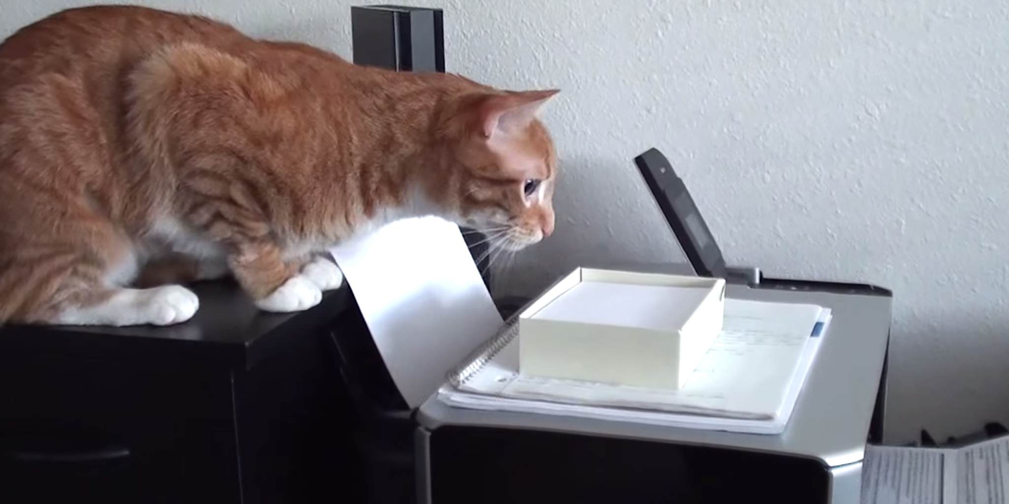 Follow these instructions to survive Take Your Cat To Work Day - The ...