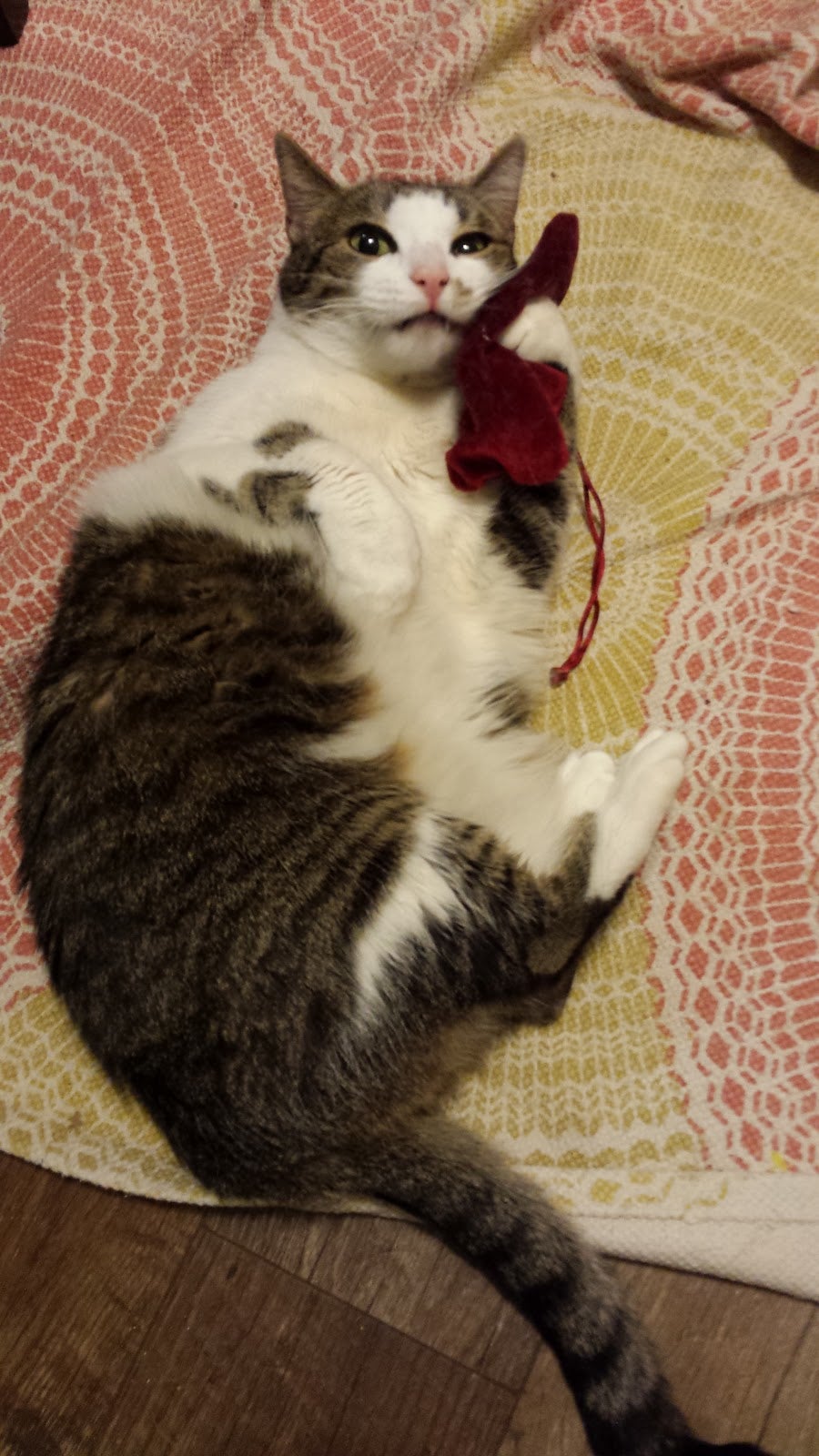 We experimented with Meowijuana, the 'marijuana for cats'