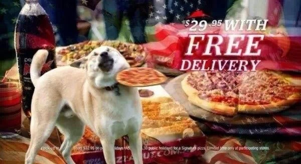 Internet bids sad farewell to Frisbee Doge, a meme among canines