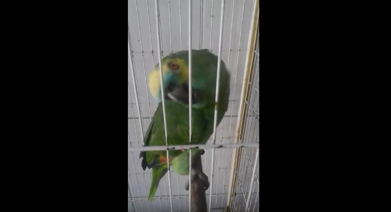 This Parrot Sings 'The Monster' Like Rihanna