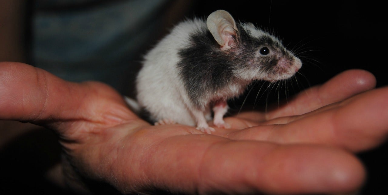 Brazilian prisoners caught using mouse as drug mule - The Daily Dot