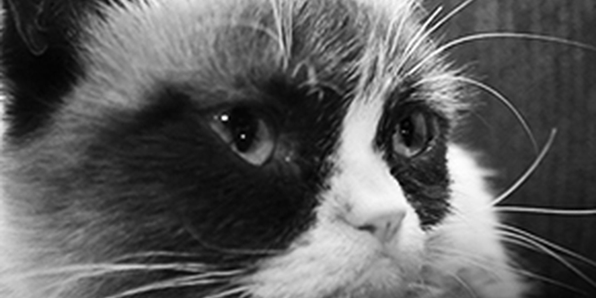 Grumpy Cat Is Not A Fan Of Sxsw The Daily Dot