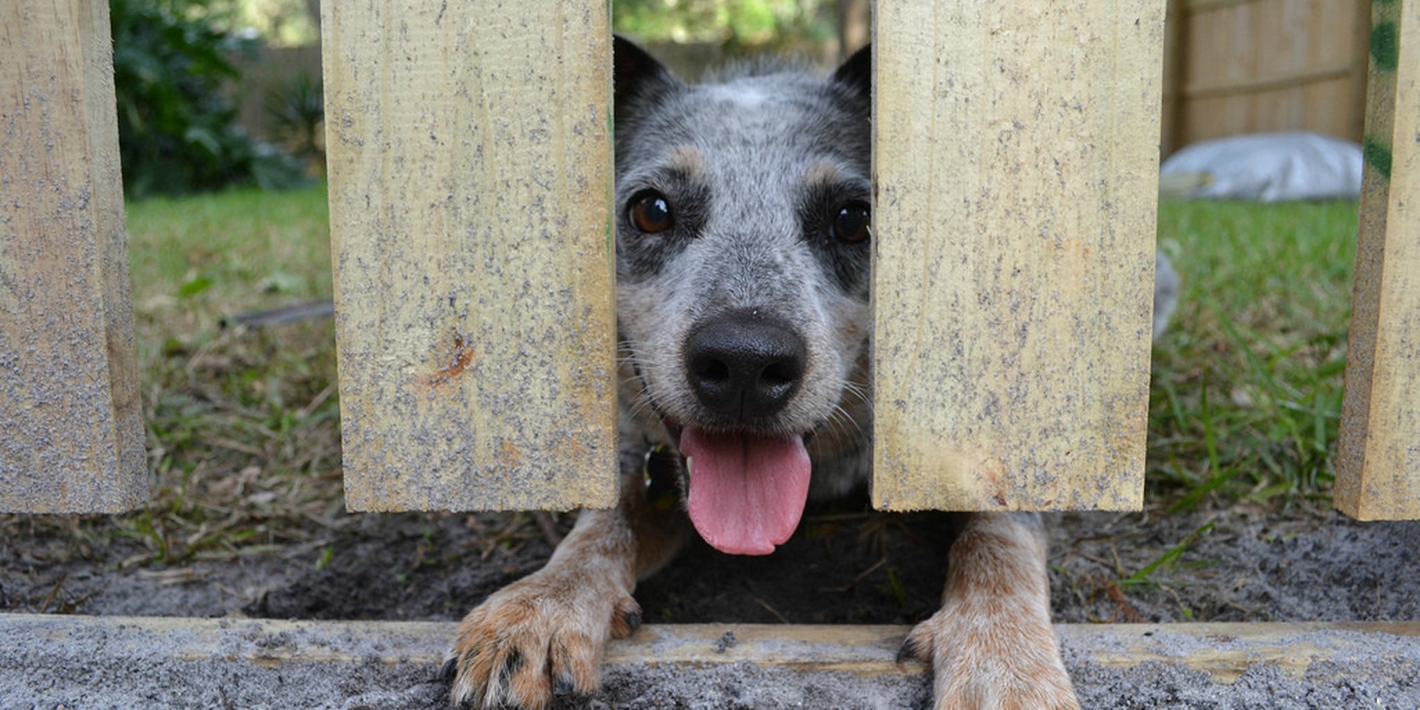 Dogs barking through a fence will remind you of every Internet argument ...