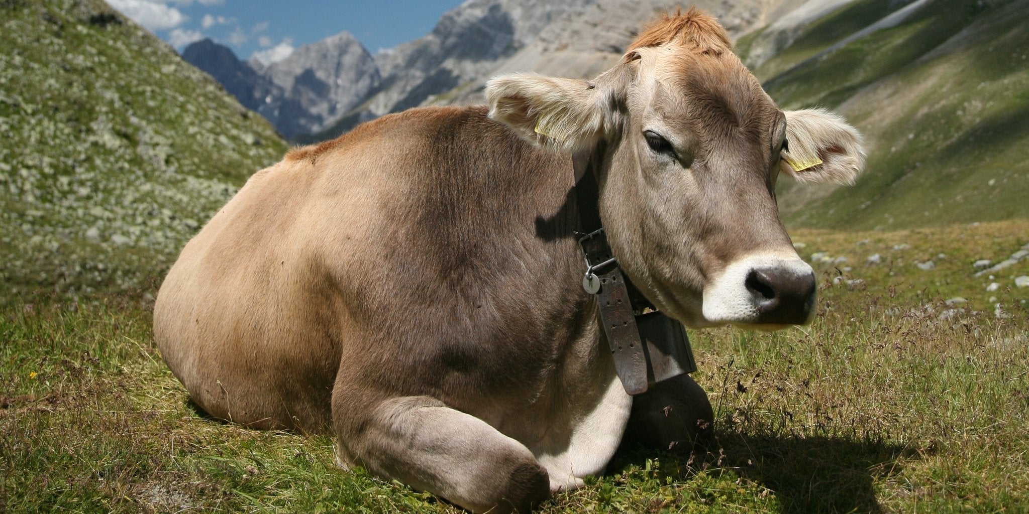 GoPro on a cow is every bit as weird as it sounds - The Daily Dot