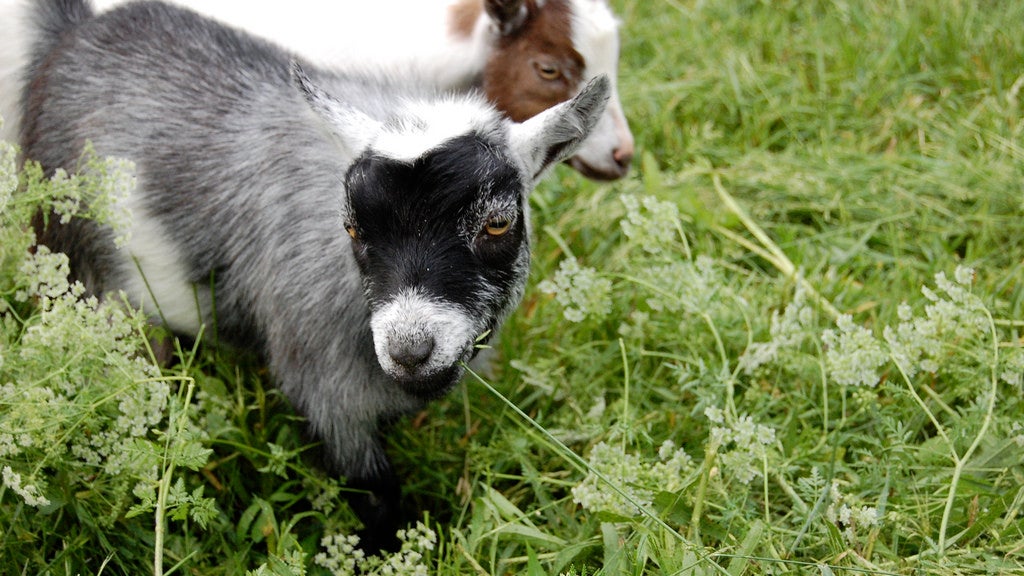 Iconic British pygmy goat finally gets his own YouTube channel - The ...