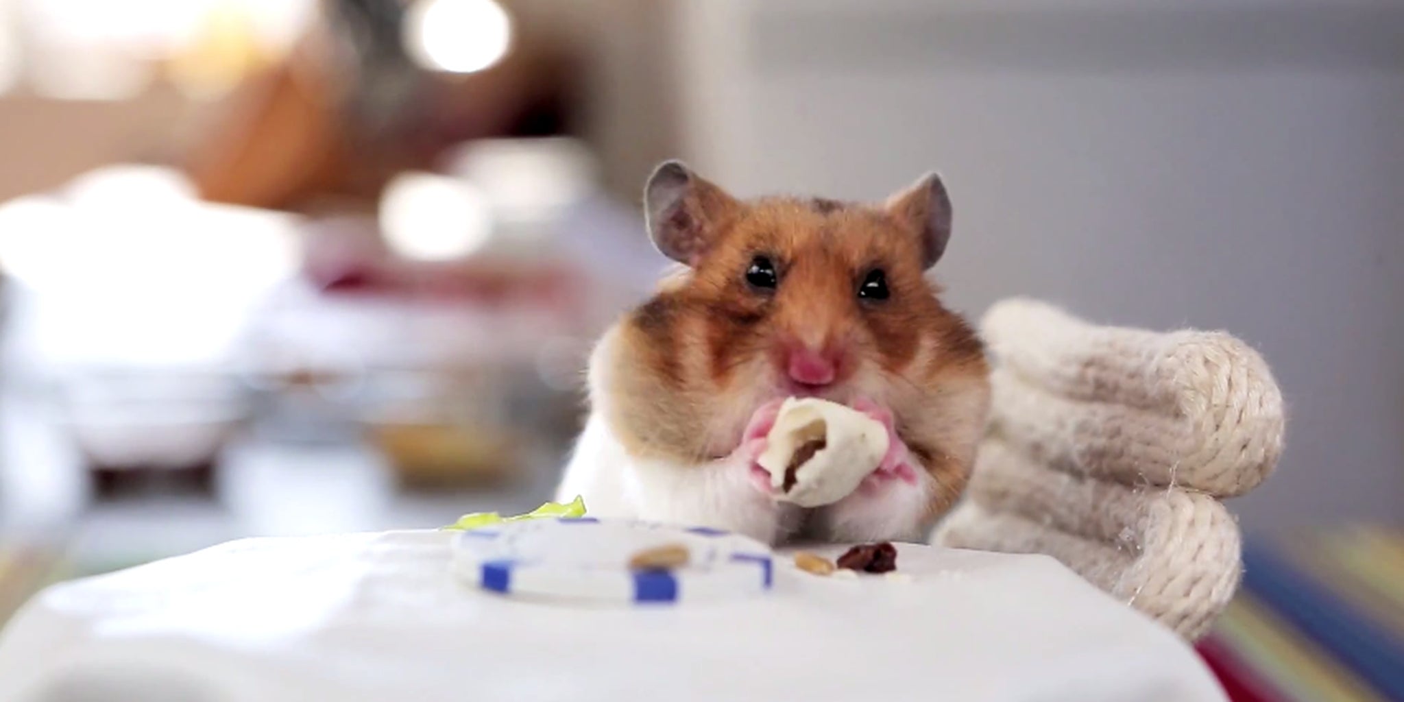 We can't stop watching this hamster eating a tiny burrito