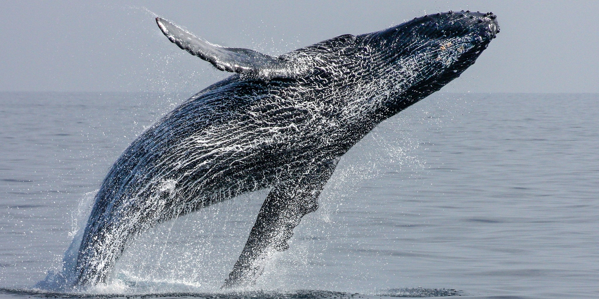 Whale-Sized Typo Forces Newspaper to Issue Ridiculous Correction