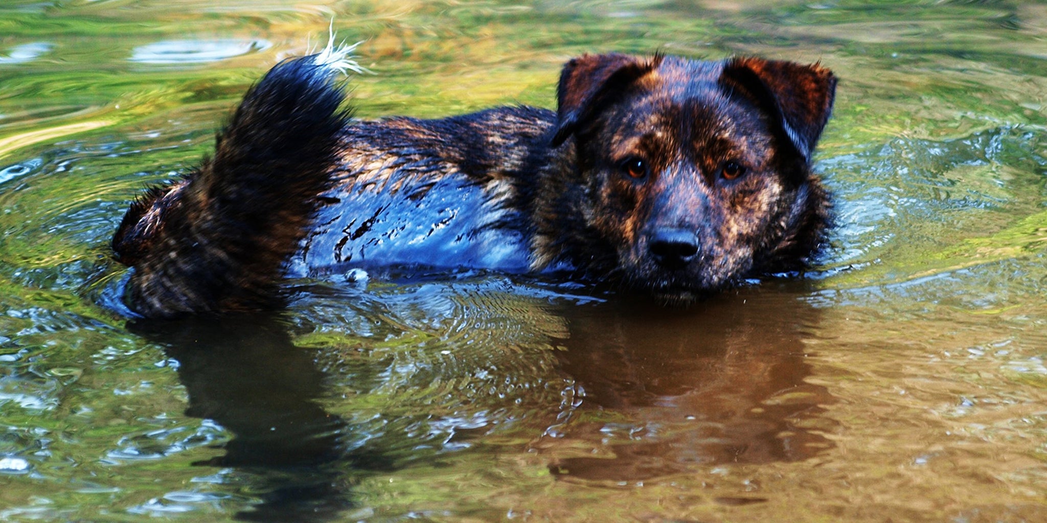 Confused dog thinks owner has drowned, rushes into pond to save him