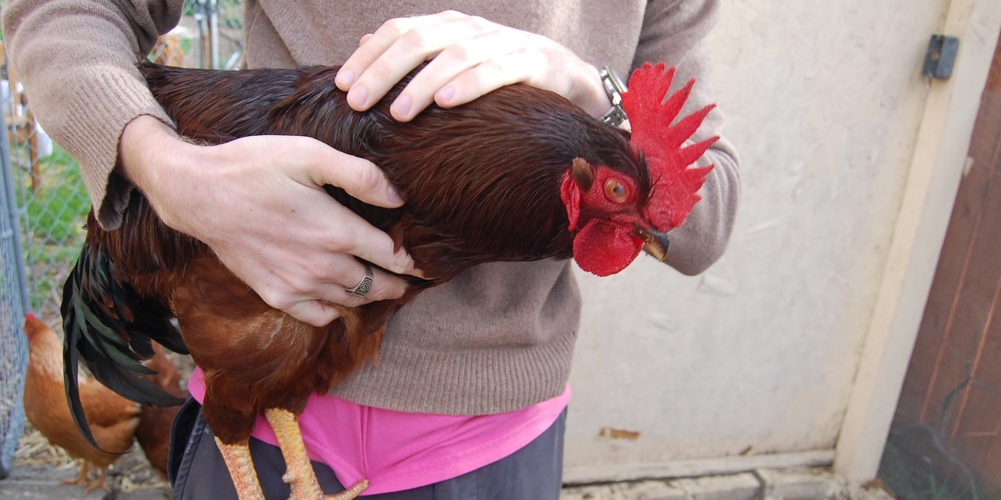 My Tinder date slaughtered a chicken