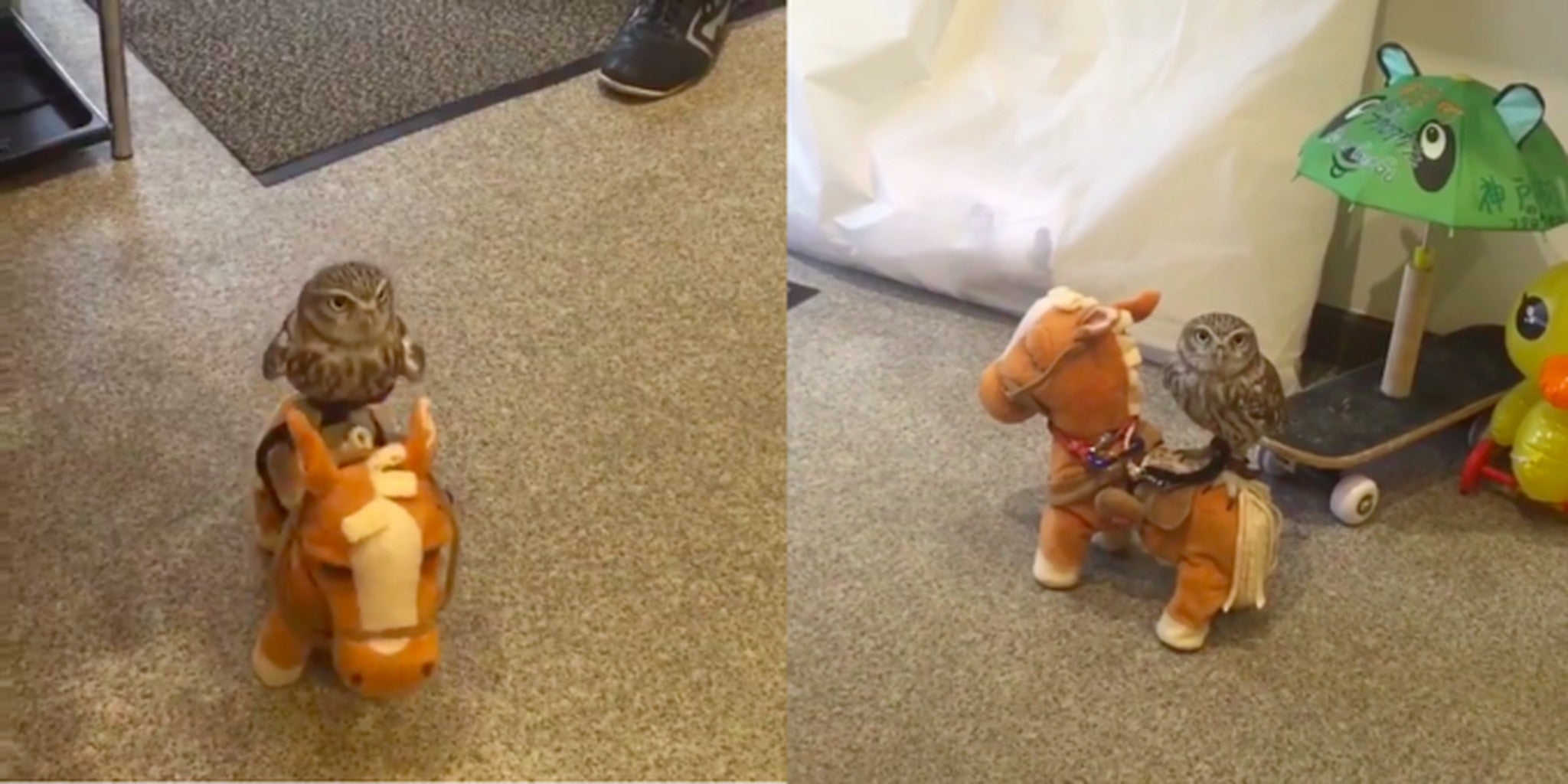 Adorable owl casually rides its trusty steed, a toy horse