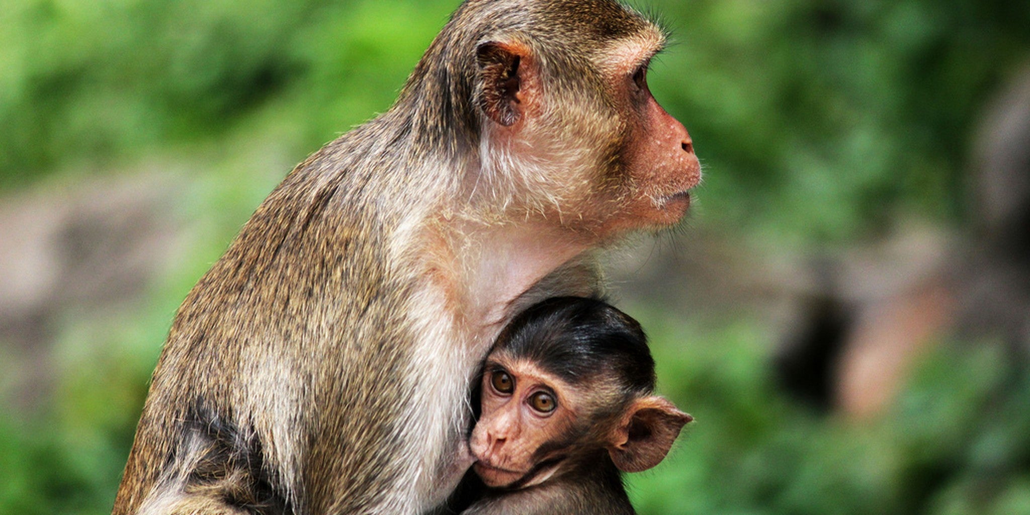 Monkey mom helps herself to hotel breakfast buffet