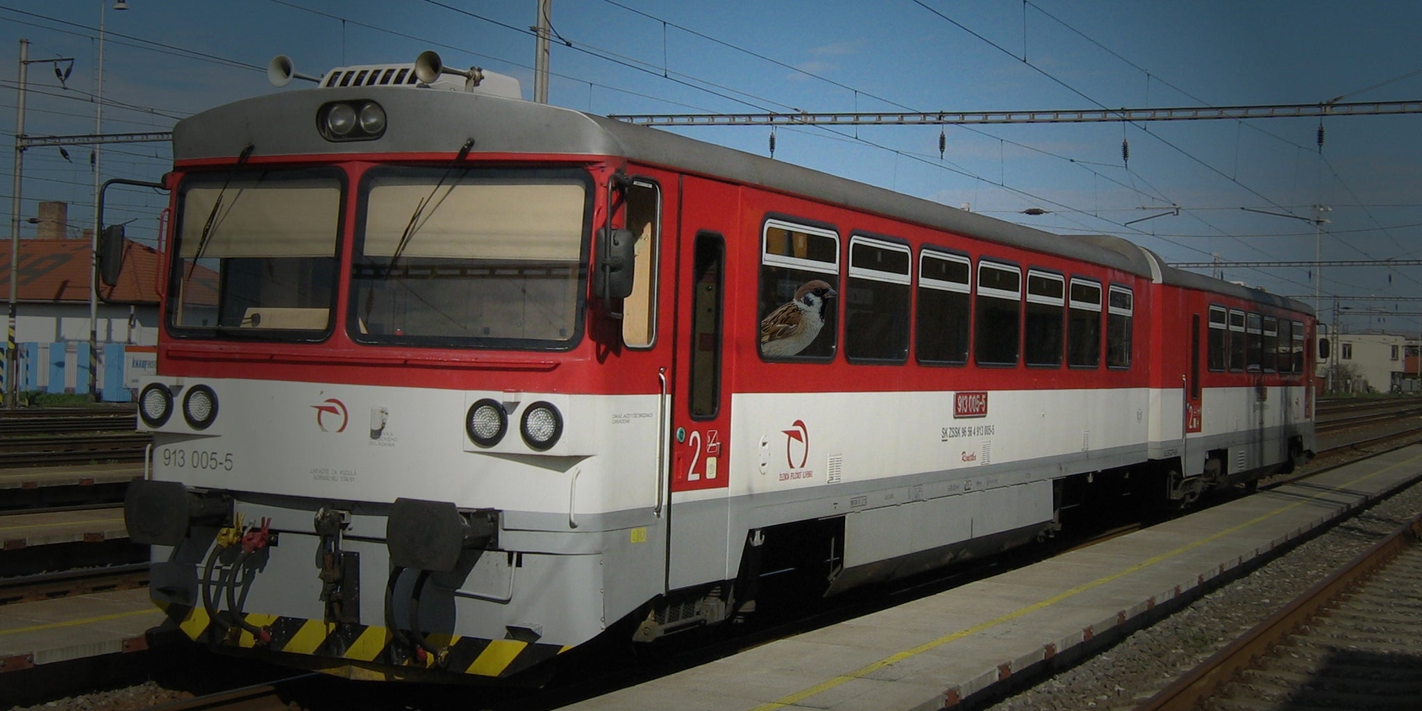 Please enjoy this collection of birds who prefer the train to flying