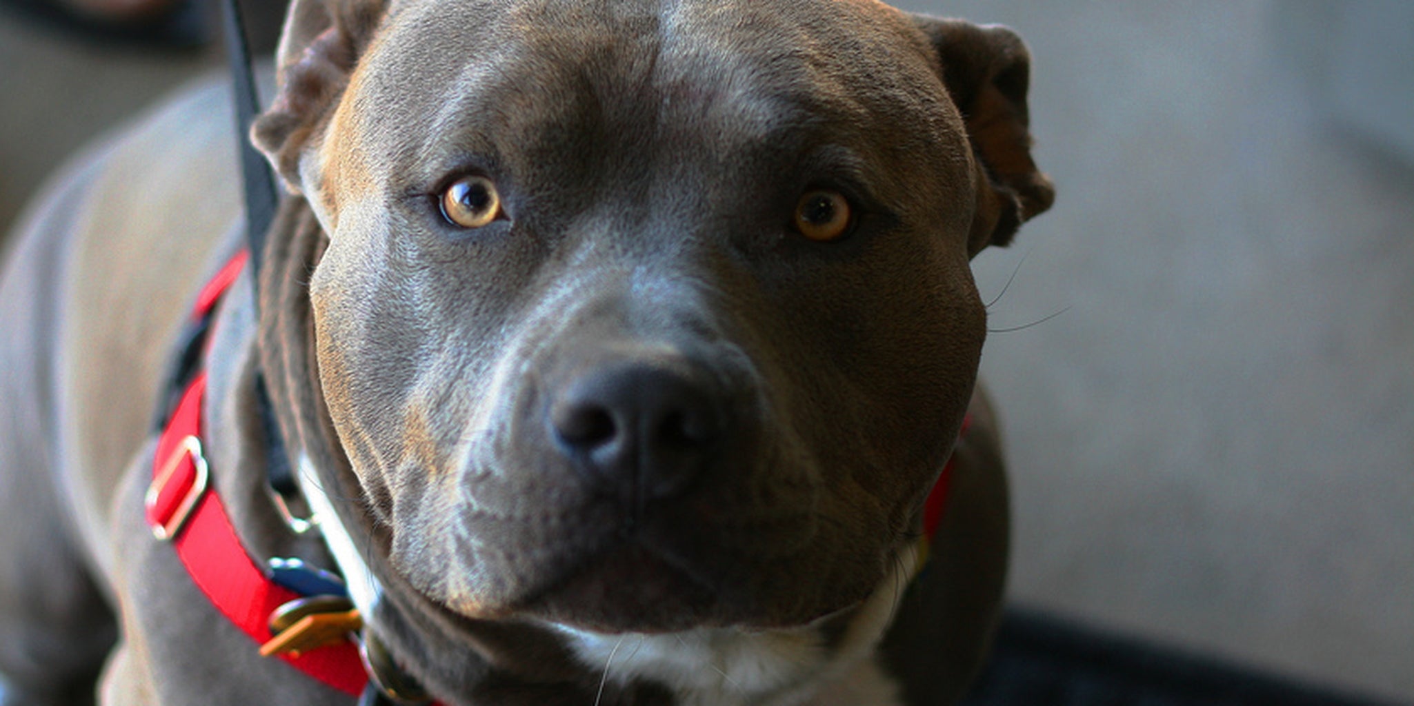Adorable pit bull does backflips for bubbles - The Daily Dot