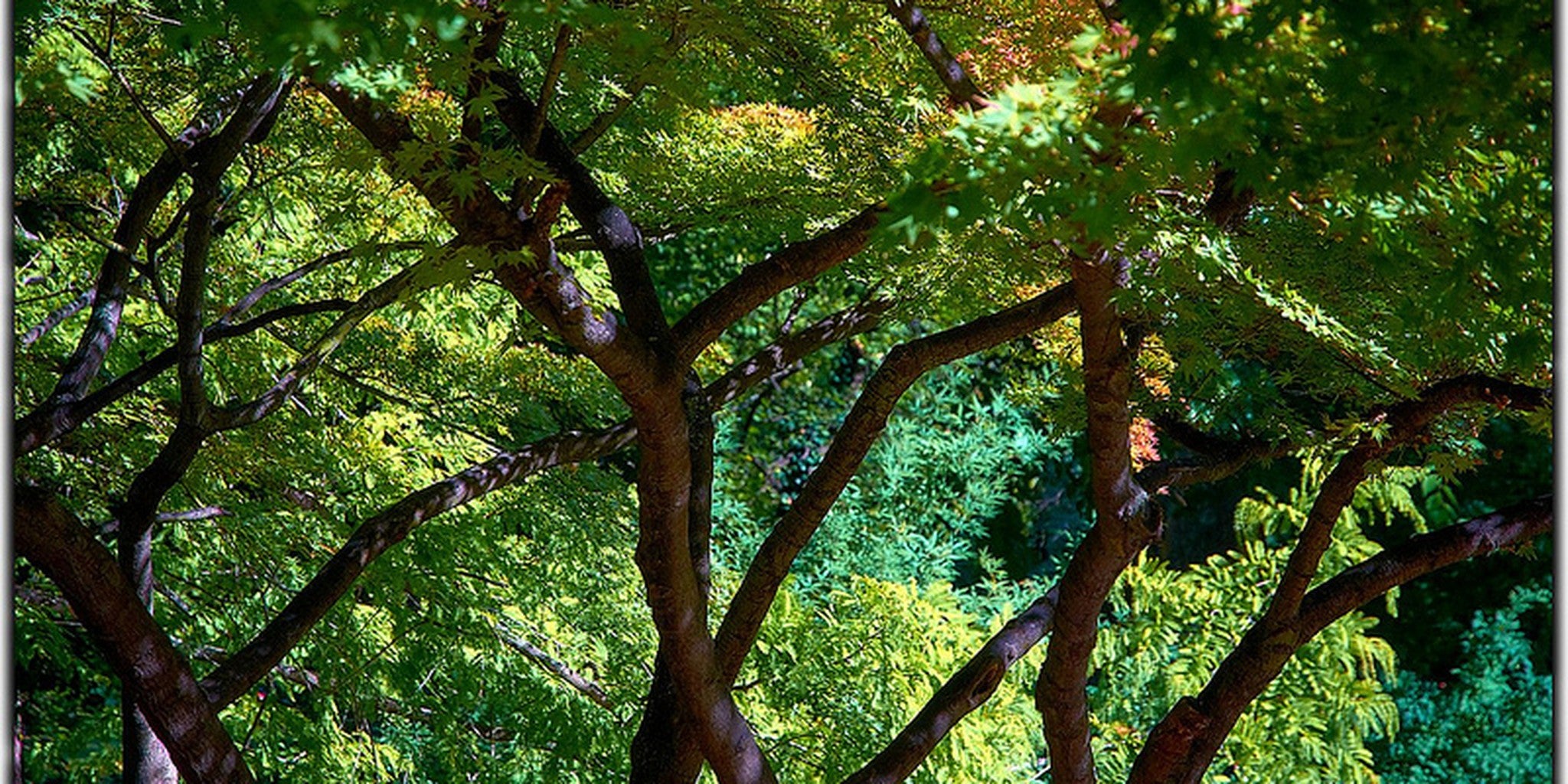 Google+ has a thing for trees