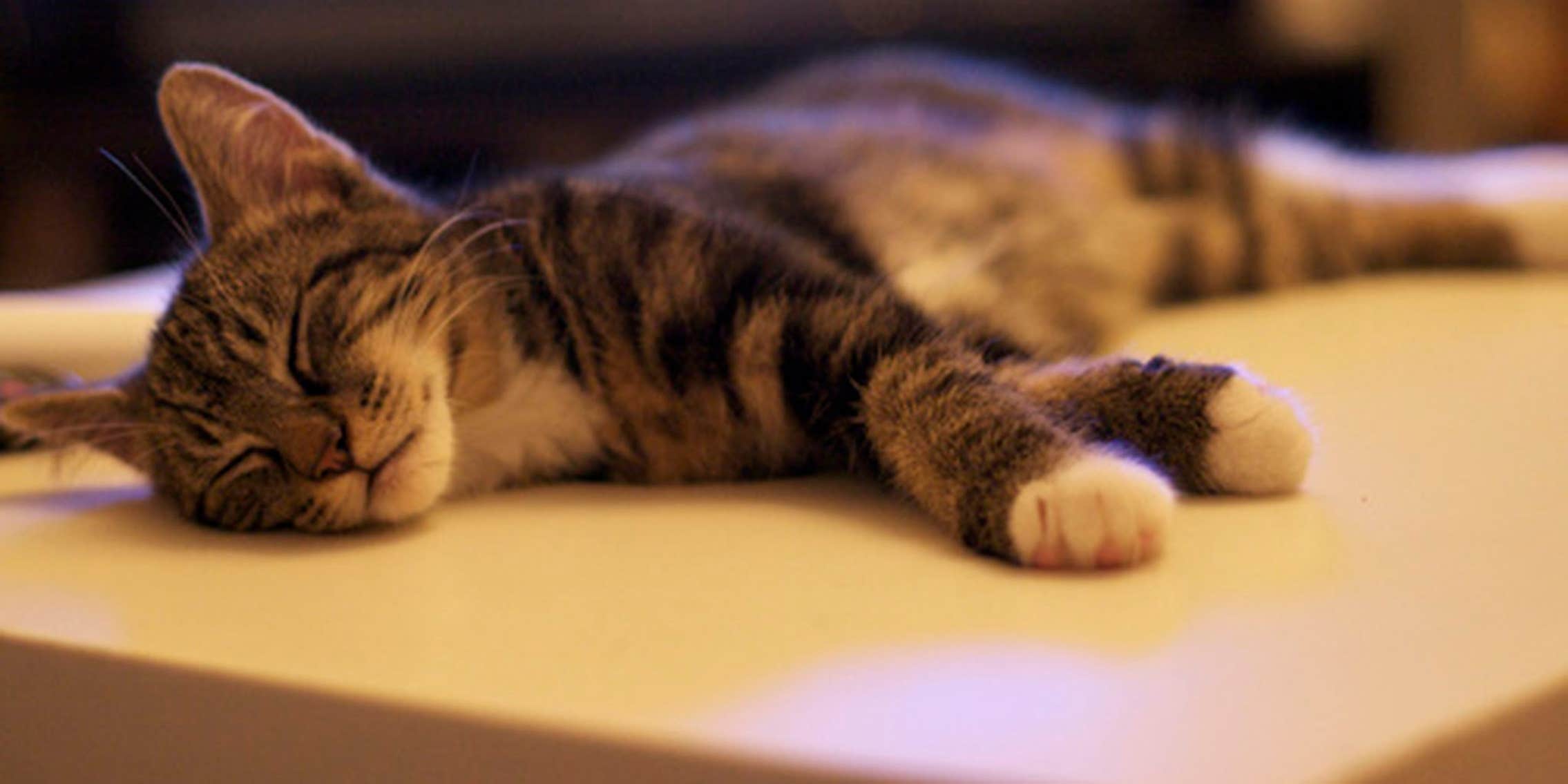Daily Fluff Cat Falls Asleep During Conference Call
