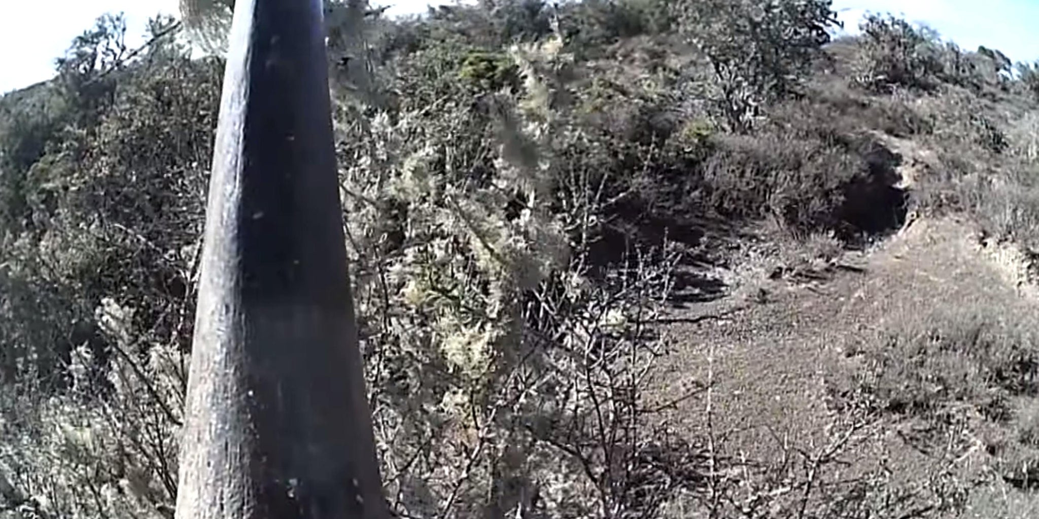 Embedded horn cameras sound the alarm on would-be rhino poachers