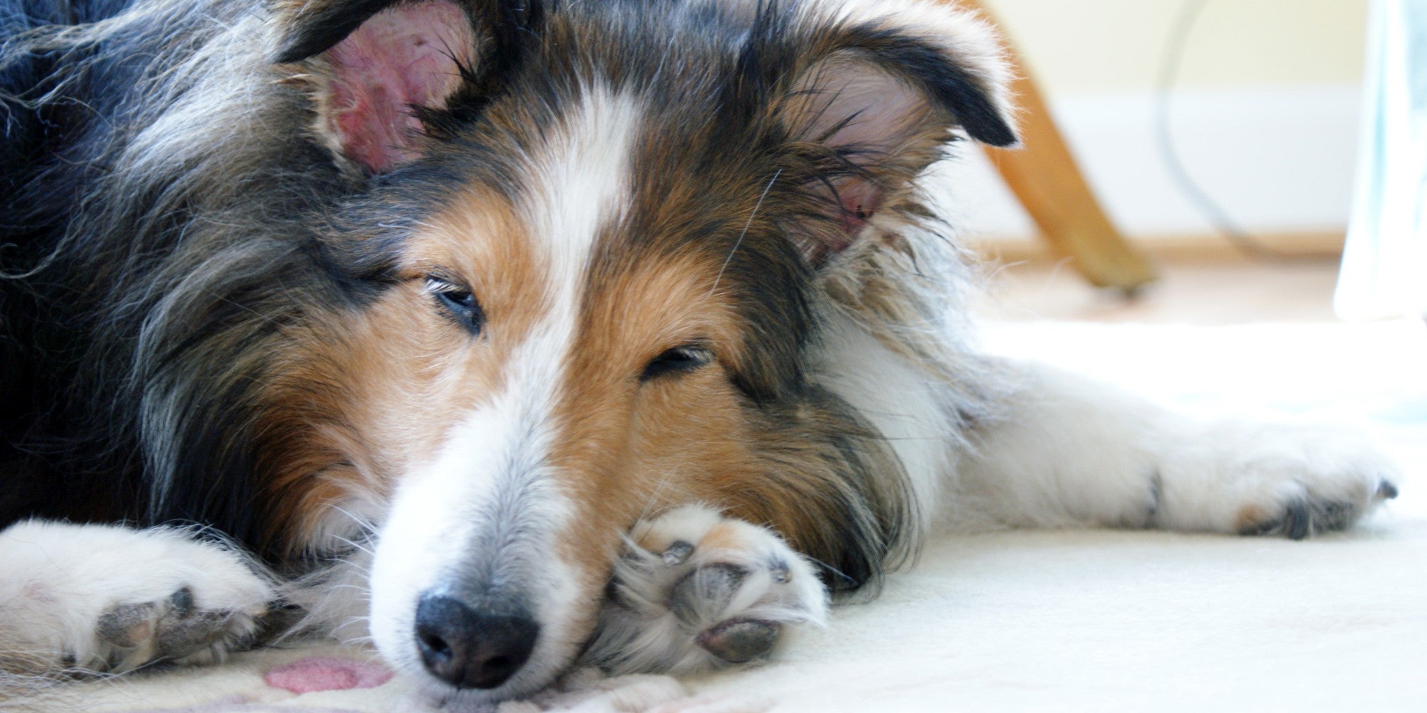 Video: Dog With GoPro Has Surprise Encounter in the Woods