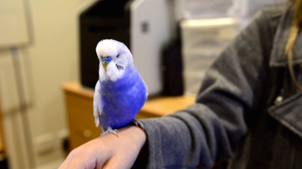 Watch this bird chirp just like R2-D2