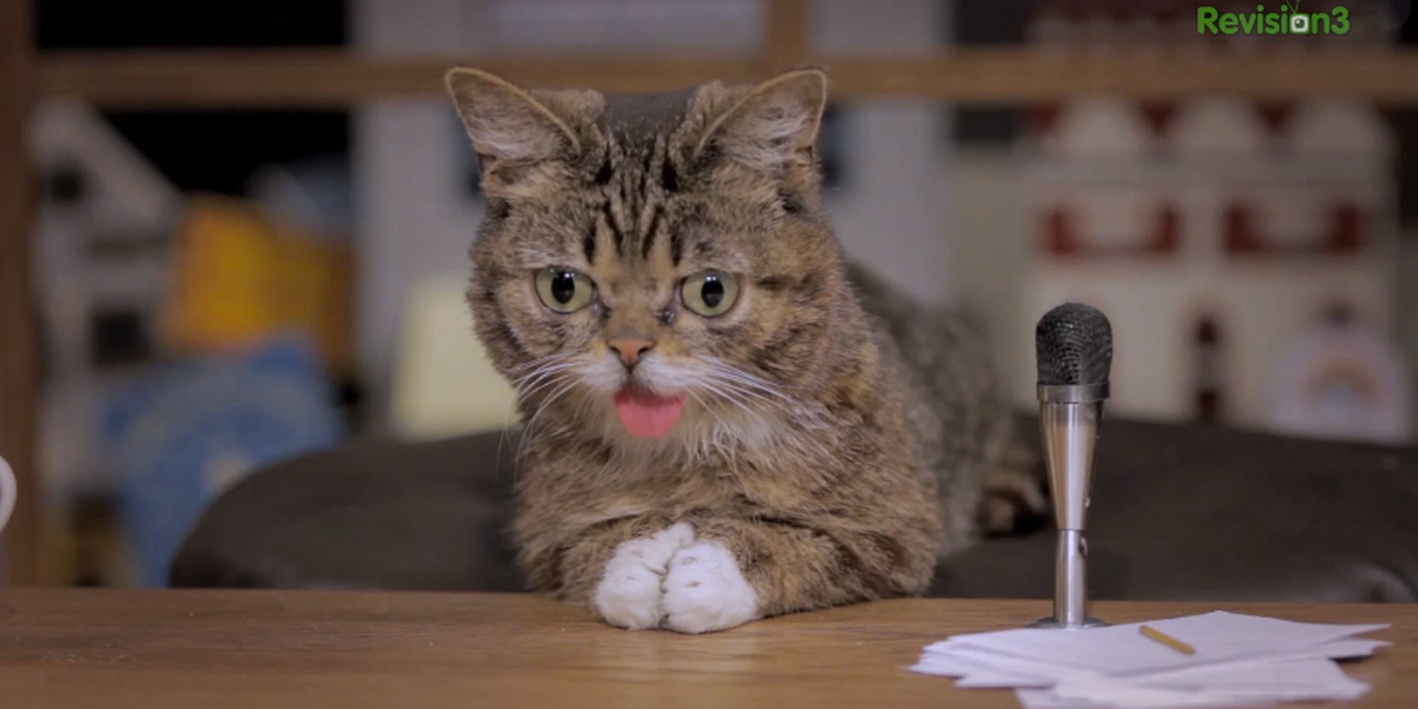 Watch Lil Bub's weirdly adorable talk show