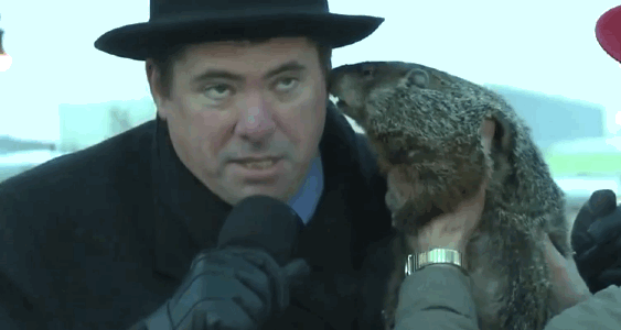 Prognosticating groundhog bites Wisconsin mayor's ear | The Daily Dot