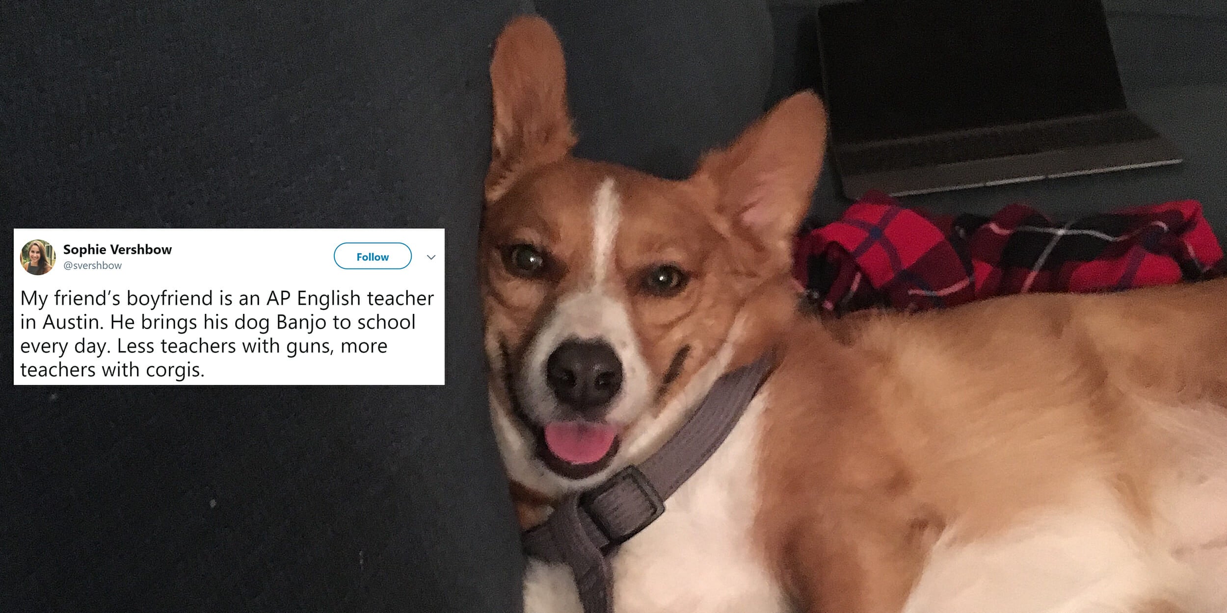 The Viral Corgi Teacher speaks Out: 'Everyone Loves Having Dogs in School'