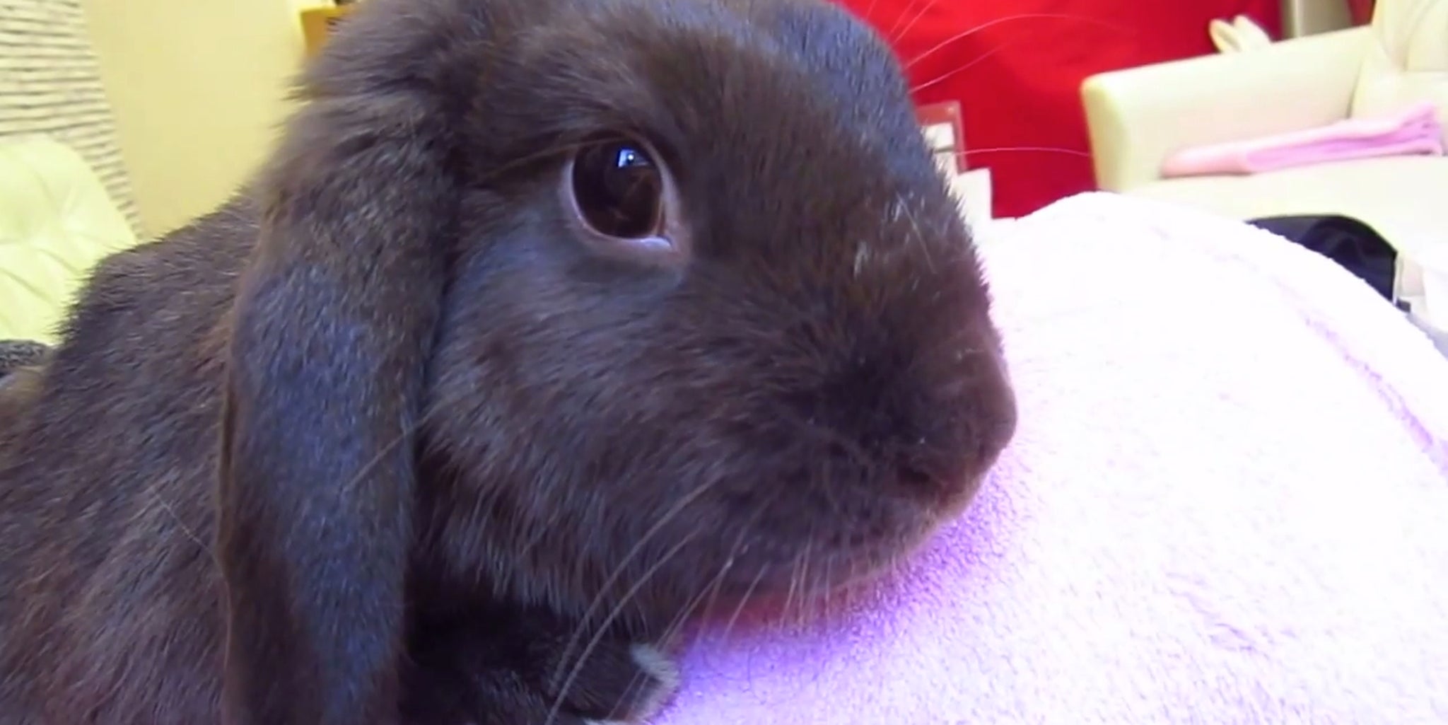 This is what it's like inside a Japanese rabbit cafe