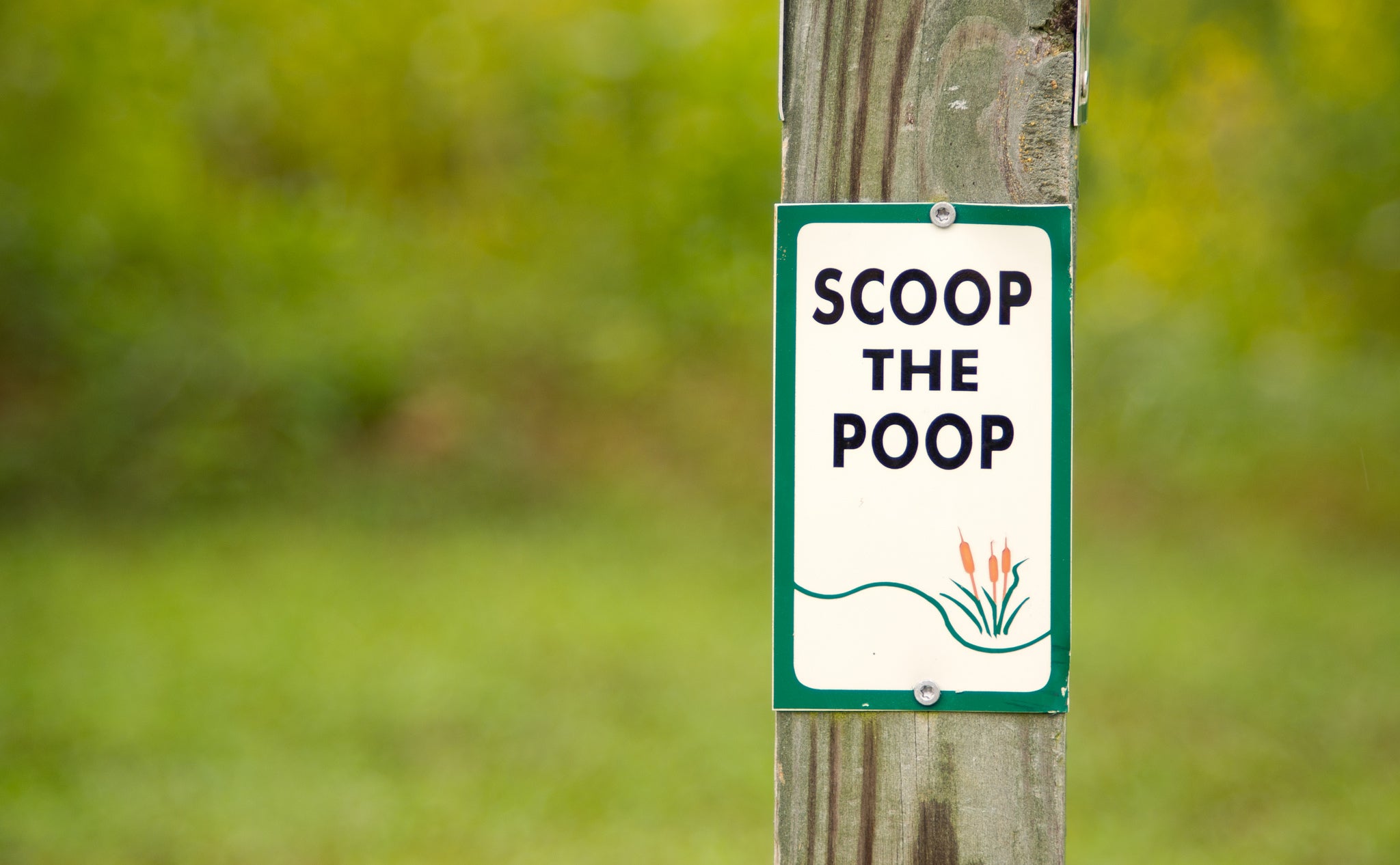 Poop-powered cars? Apparently it's a very real thing
