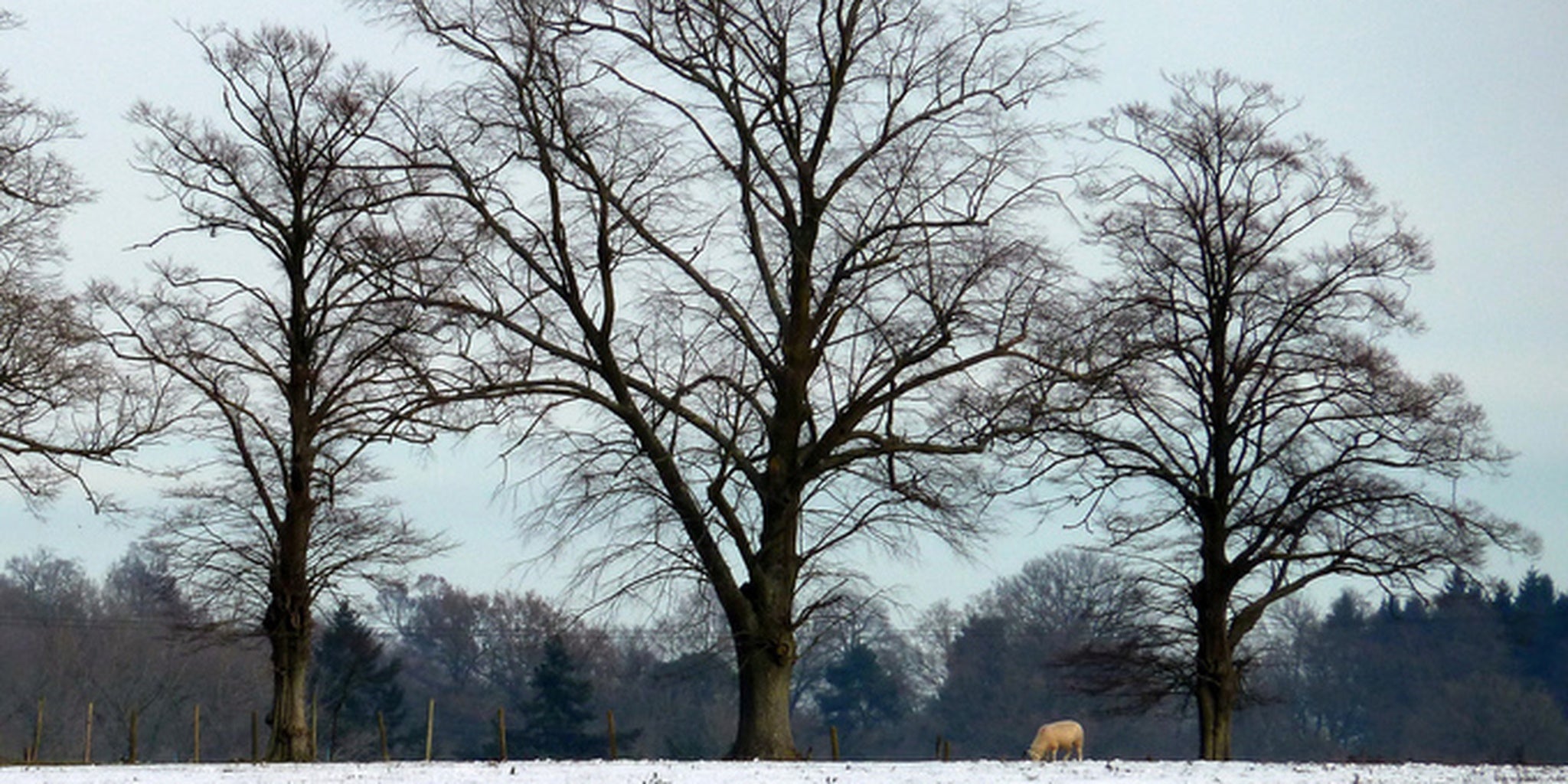 Seattle man who climbed top of 80-foot tree goes viral