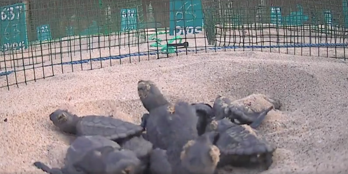 Endangered Baby Loggerhead Turtles Hatch on Facebook Live