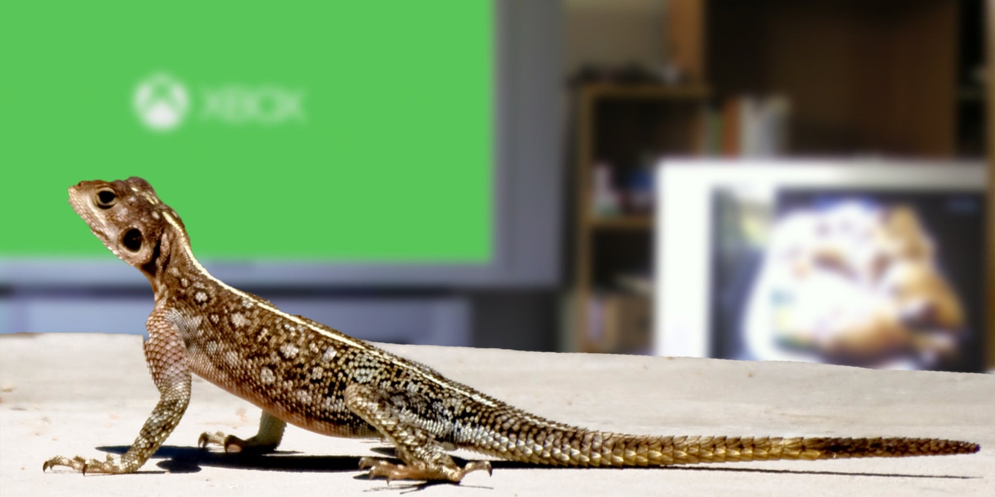 Lizard Squad claims responsibility for DDoS attack against former Sony ...