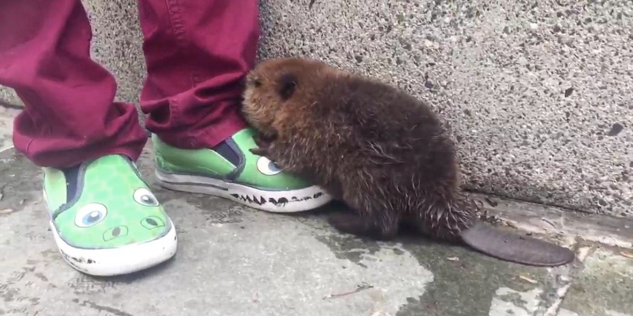 Cute baby beaver tries to climb little boy's leg - The Daily Dot