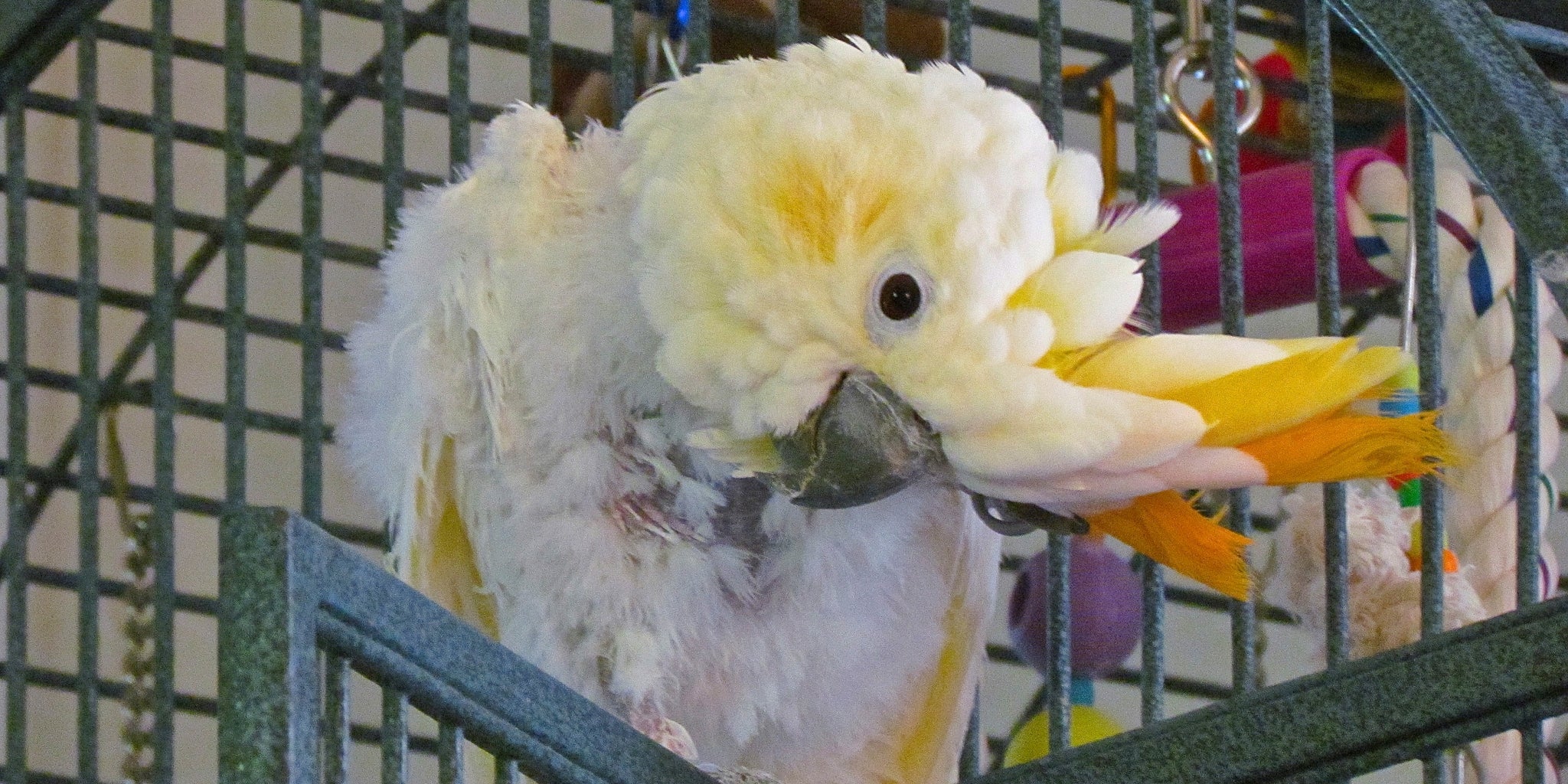 What is this bird screaming about? We have a few guesses