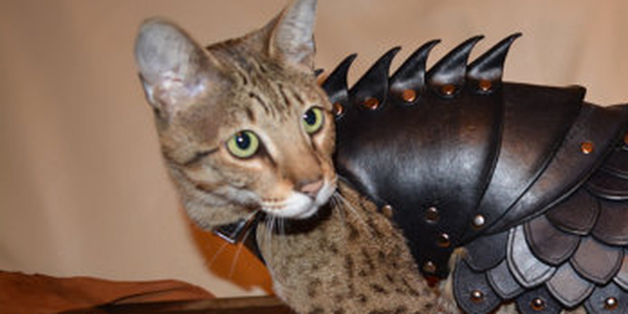 Buy your cat $600 battle armor and she'll never lose a fight - The ...