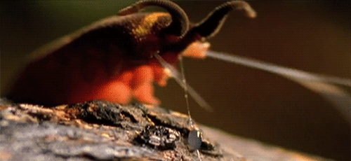 The Morning GIF: Nature's slime guns