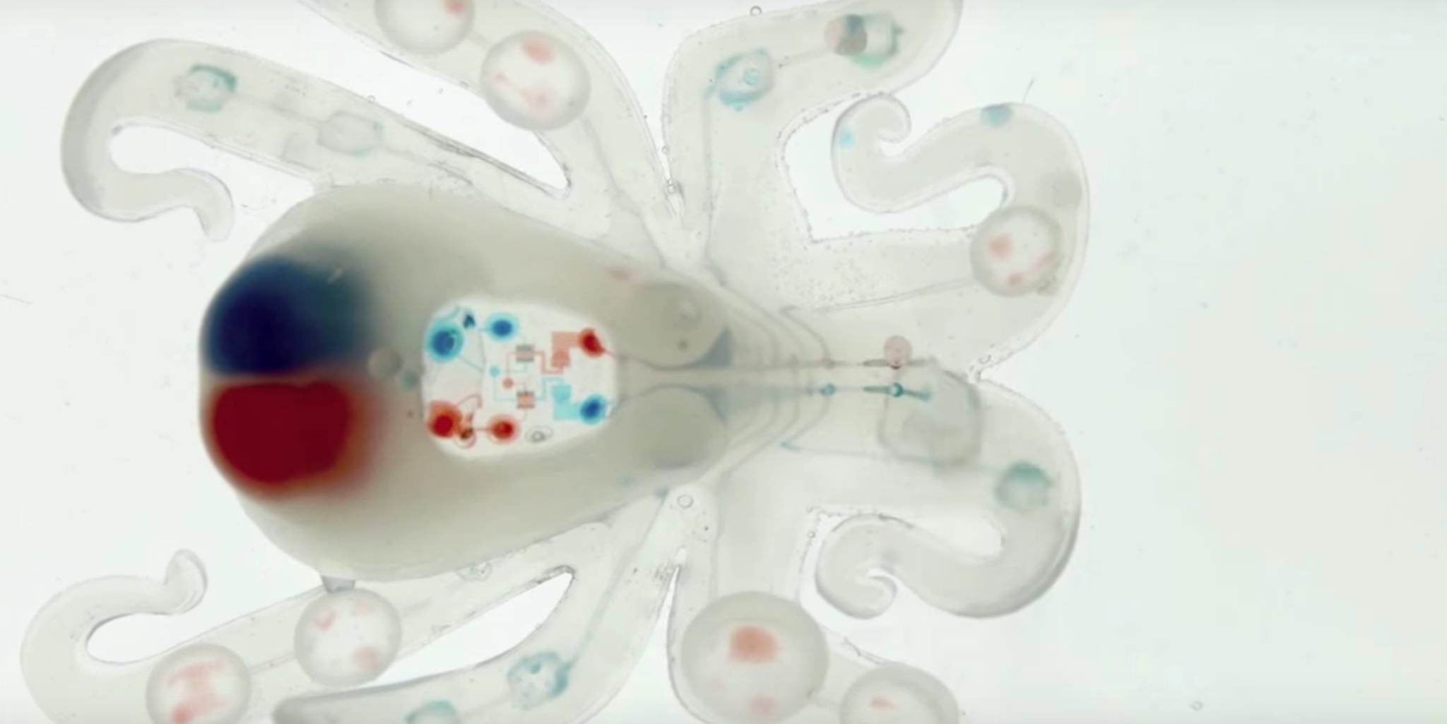 Meet Octobot The First Ever Autonomous Soft Robot
